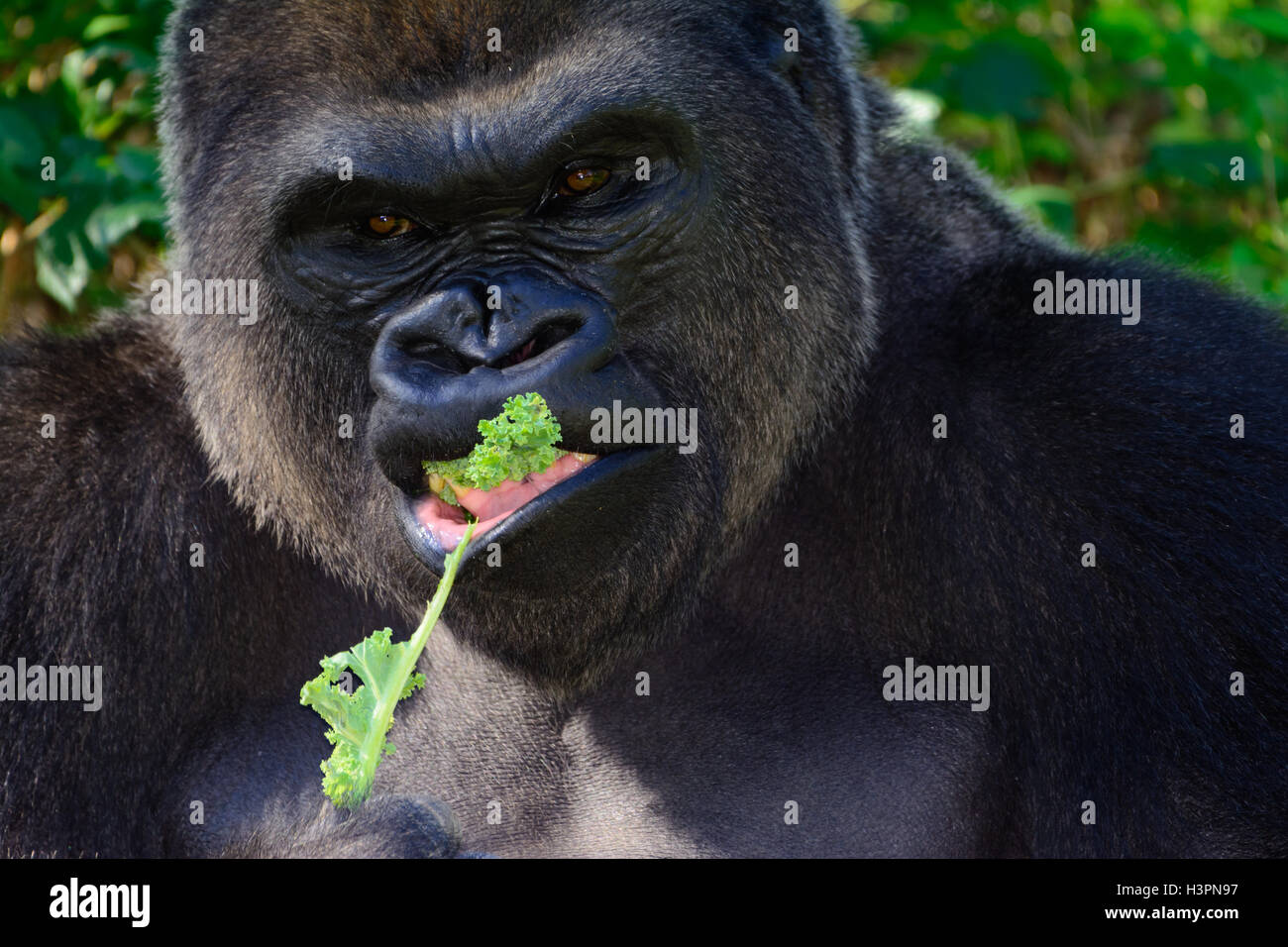 Male Silverback Western Lowland gorilla eating lettuce close-up Stock ...