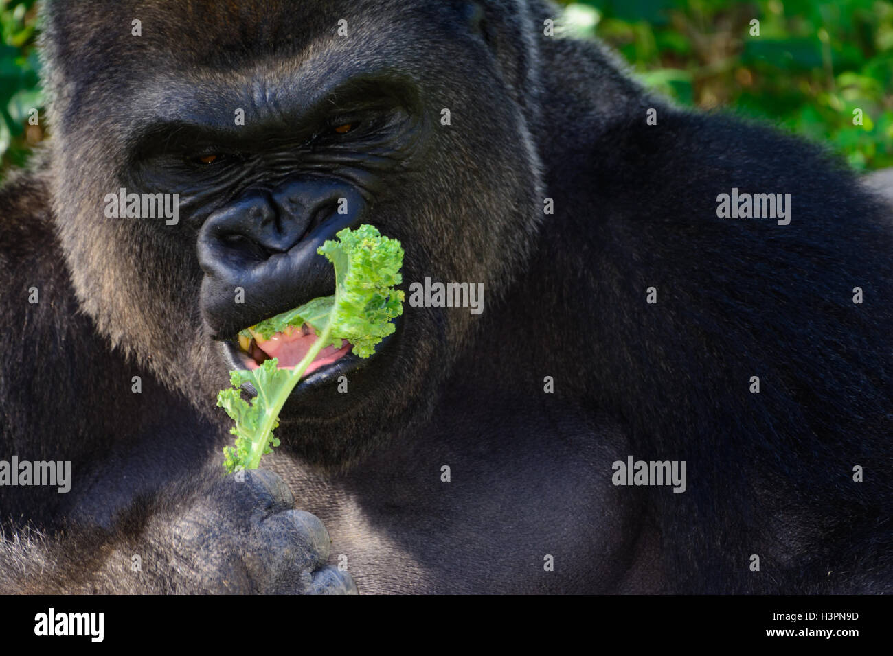 Male silverback western lowland gorilla hi-res stock photography and ...