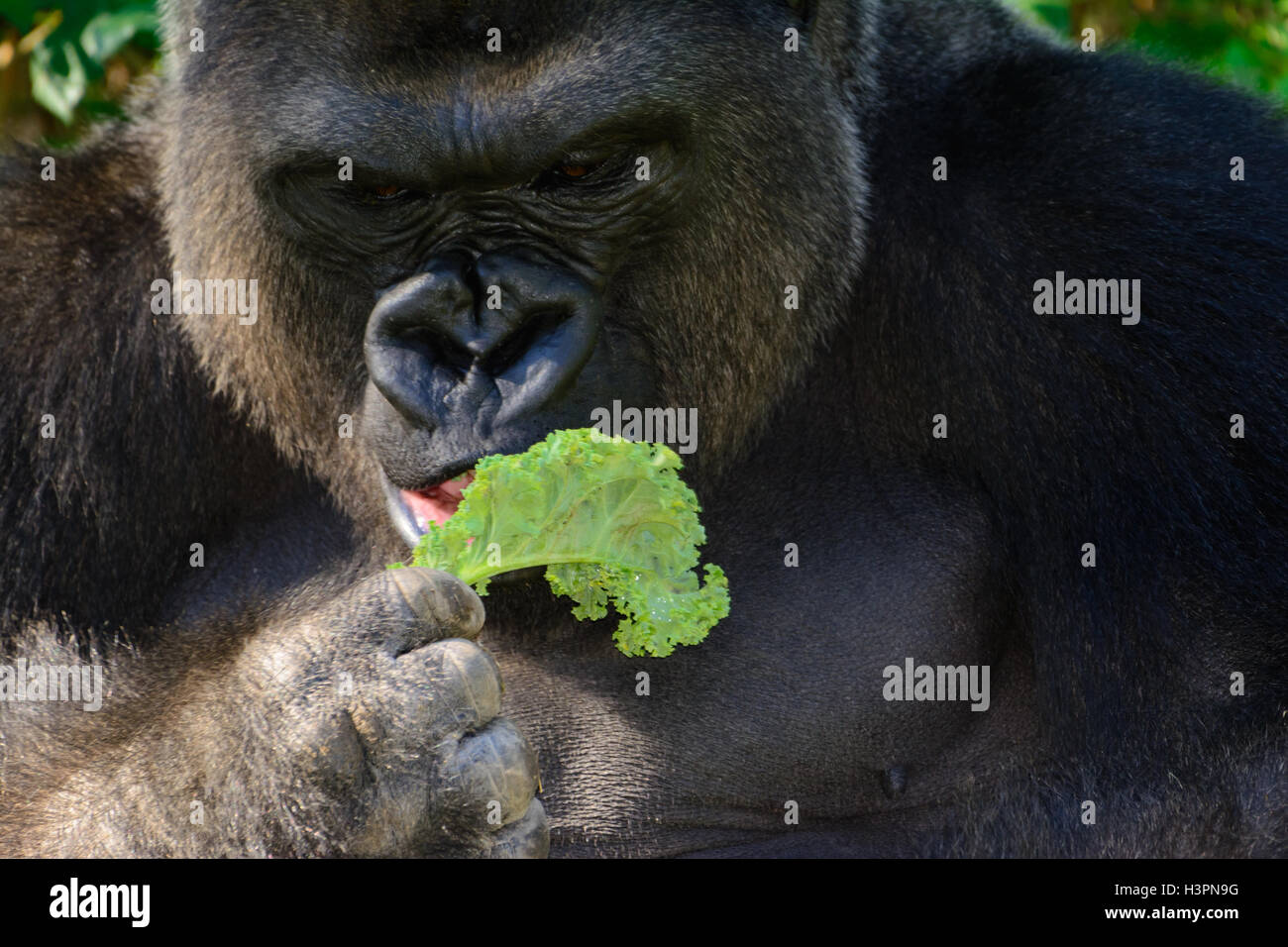 Male Silverback Western Lowland gorilla eating lettuce close-up Stock ...