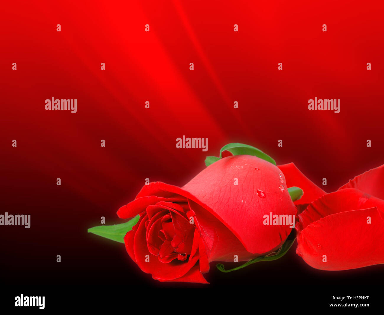 Red studio backdrop hi-res stock photography and images - Alamy