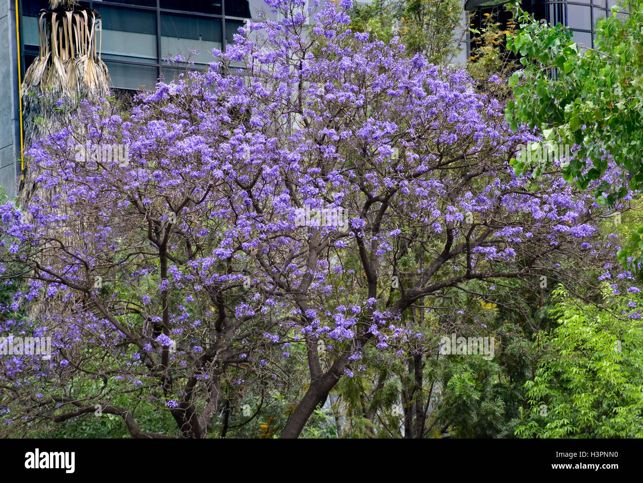 Jacaranda tree hi-res stock photography and images - Alamy