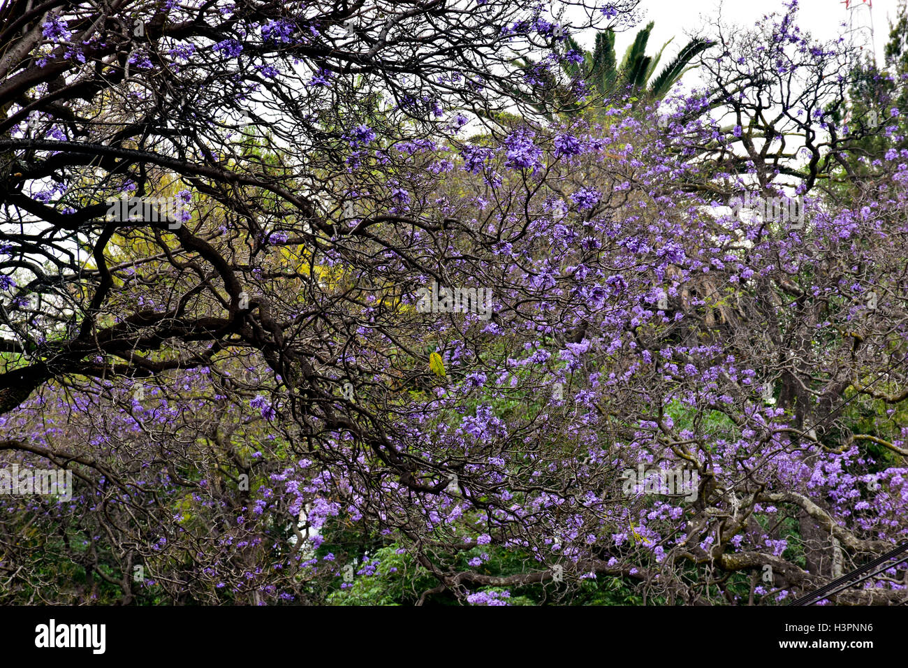 Jacaranda tree and mexico city hi-res stock photography and images - Alamy