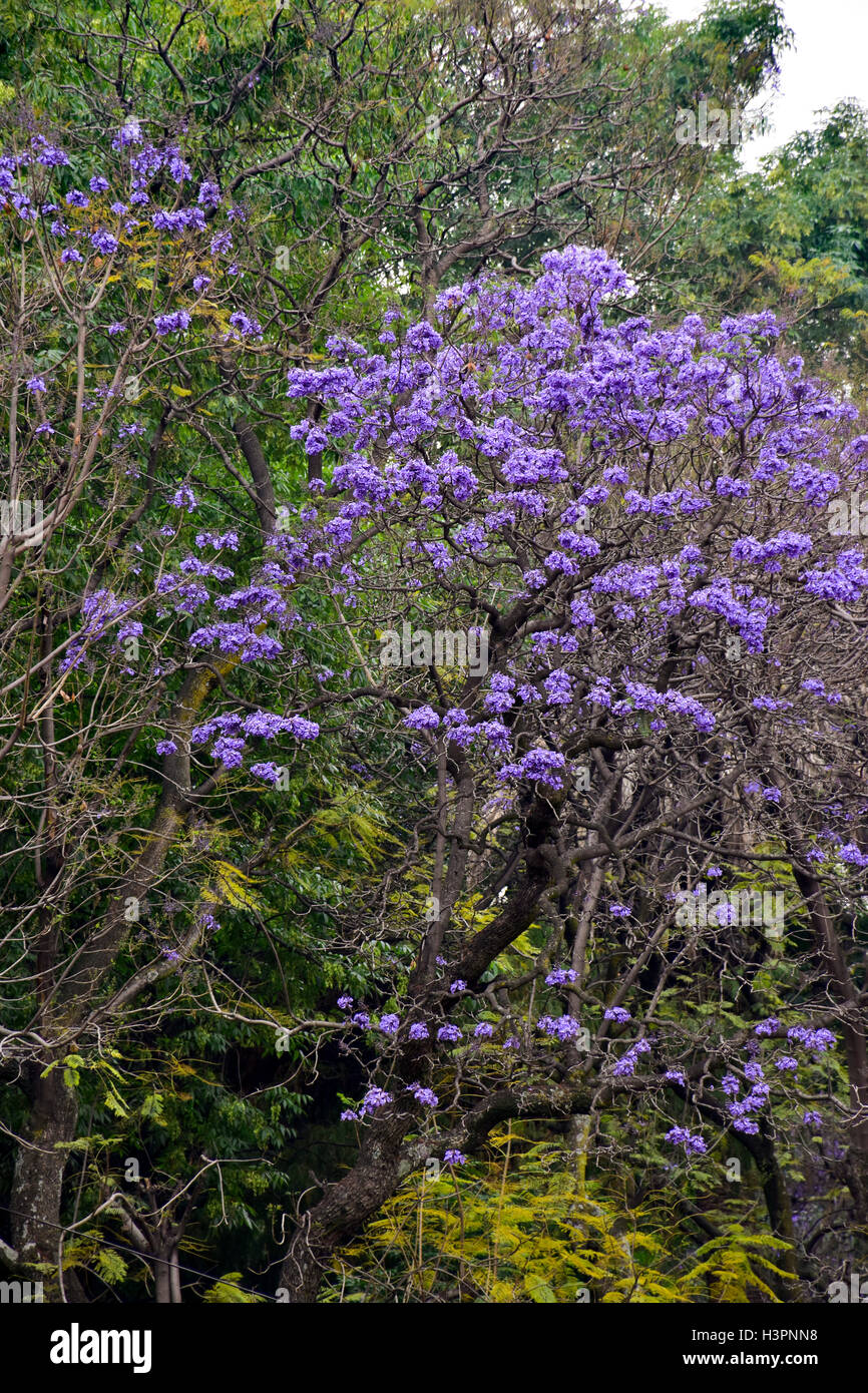 Jacaranda tree and mexico city hi-res stock photography and images - Alamy