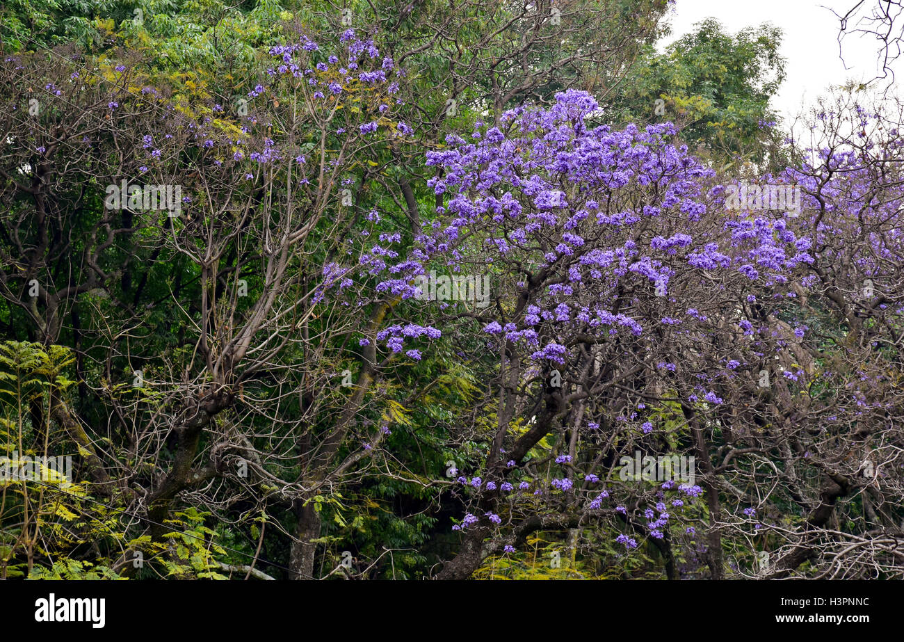 Jacaranda tree in Mexico City, Mexico. (Jacaranda mimosifolia Stock ...
