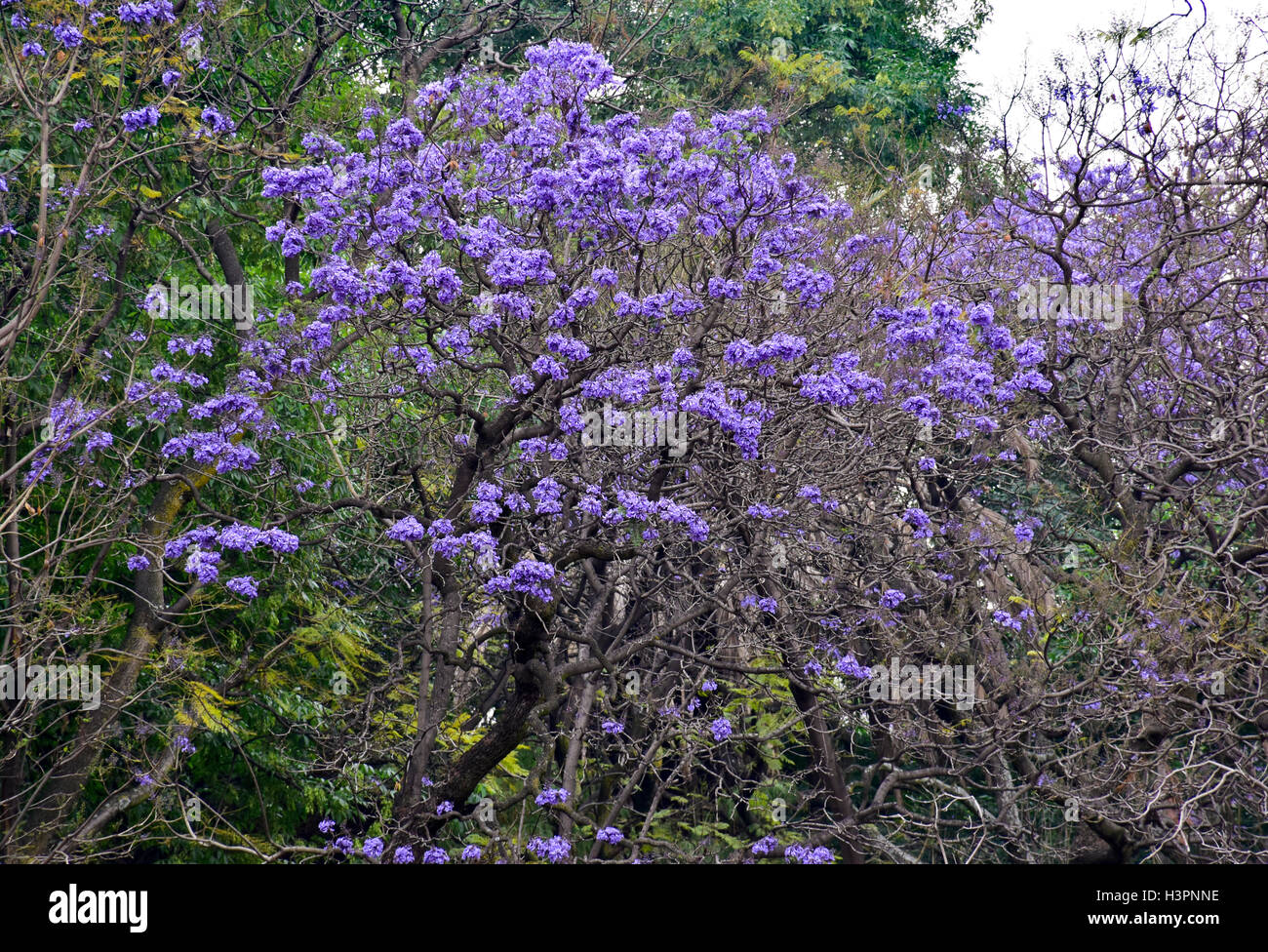 Jacaranda tree in Mexico City, Mexico. (Jacaranda mimosifolia Stock ...