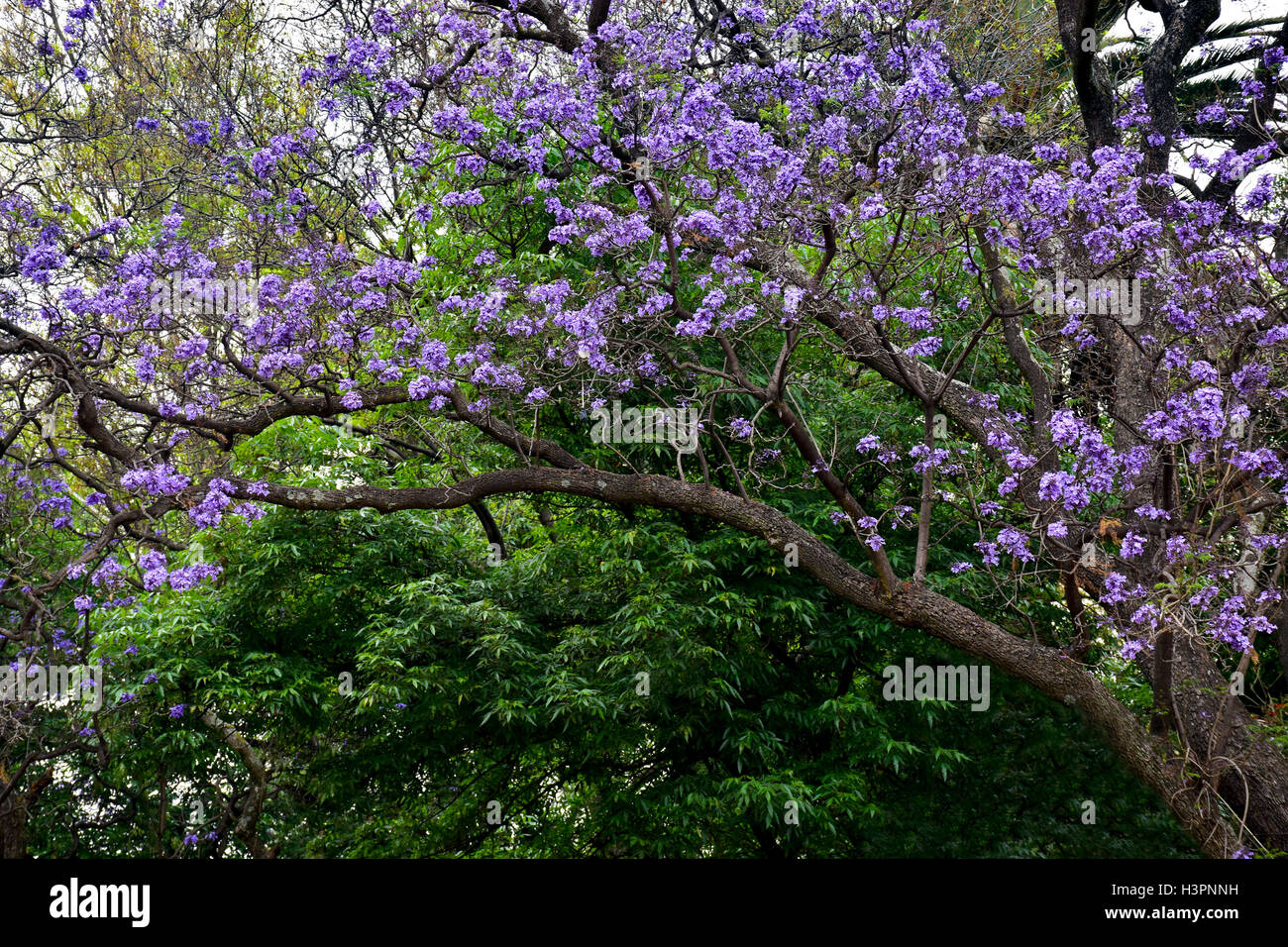 Jacaranda tree in Mexico City, Mexico. (Jacaranda mimosifolia Stock ...