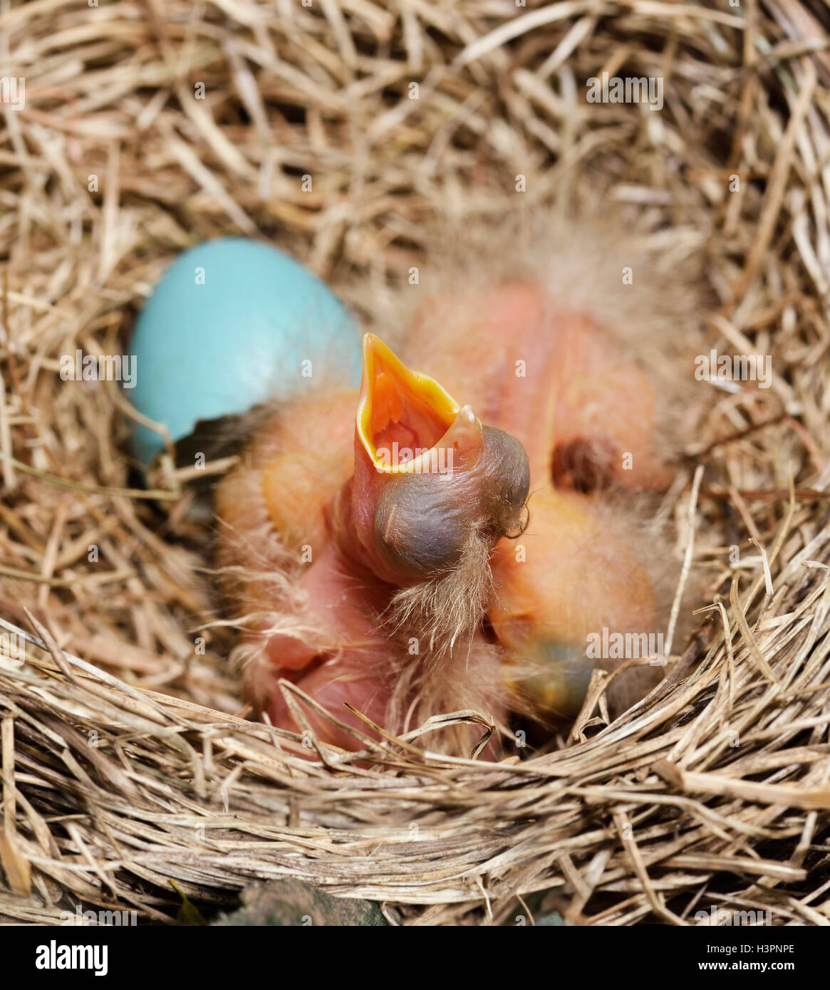 Robin Eggs Hatching Video