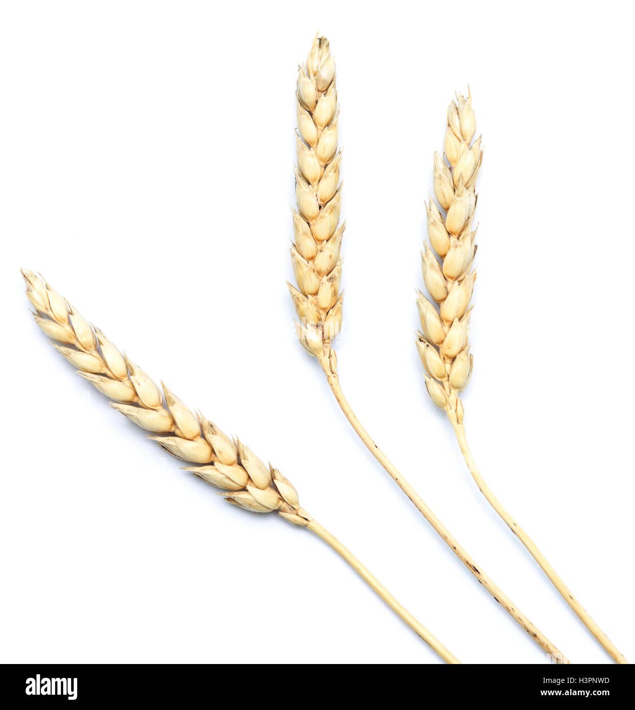wheat isolated on white background Stock Photo - Alamy