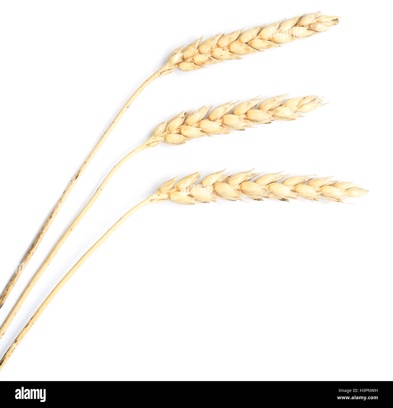 wheat isolated on white background Stock Photo - Alamy