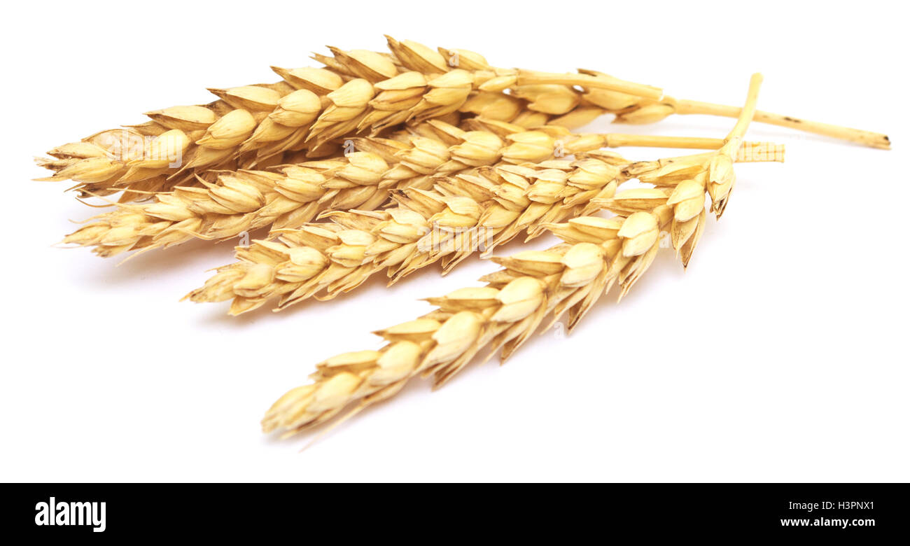 wheat isolated on white background Stock Photo - Alamy
