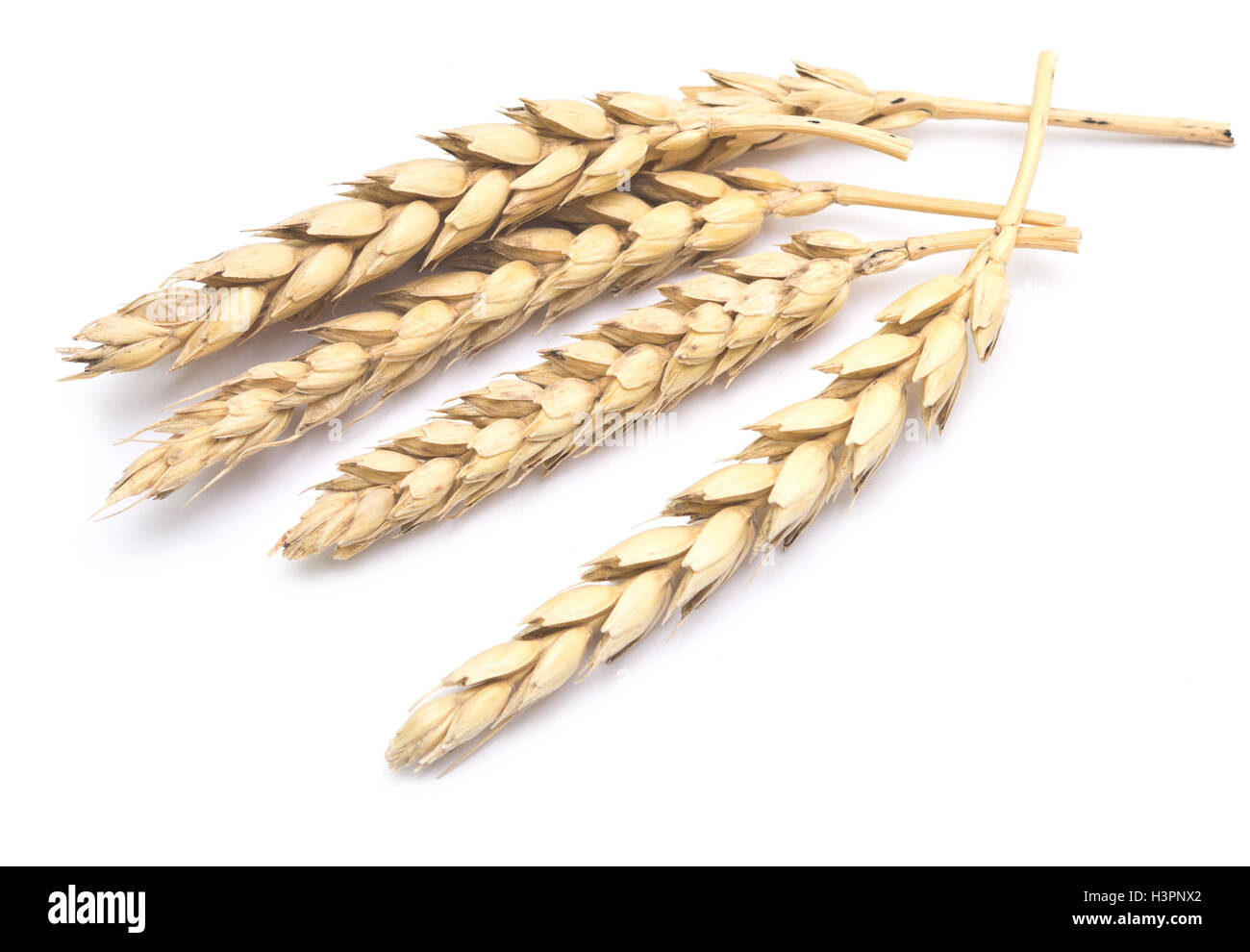 wheat isolated on white background Stock Photo - Alamy