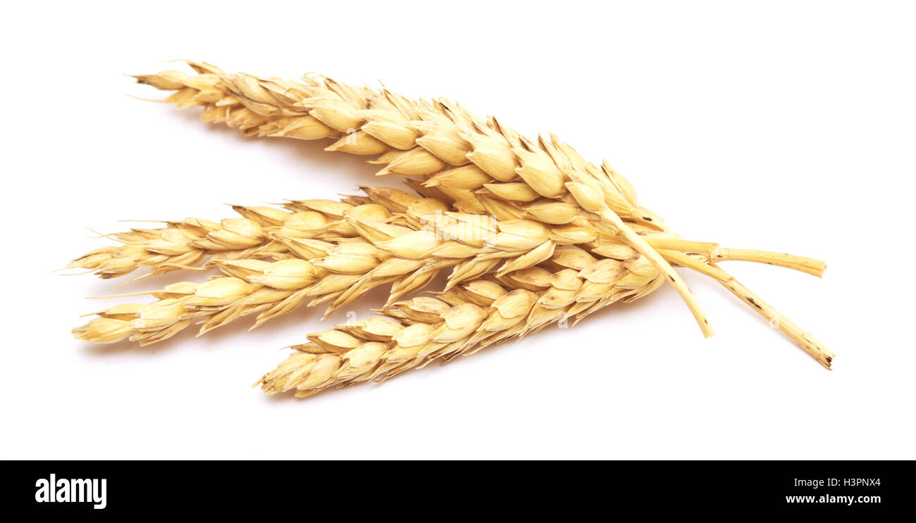 wheat isolated on white background Stock Photo - Alamy