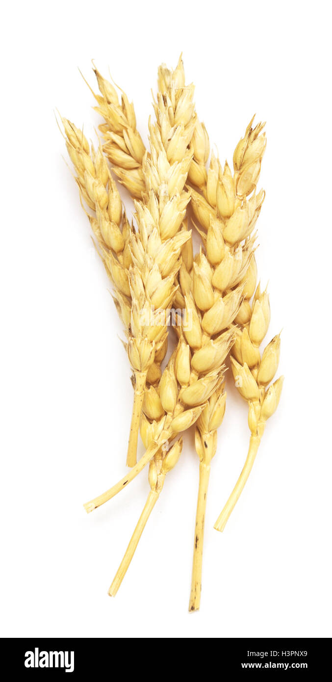 wheat isolated on white background Stock Photo - Alamy