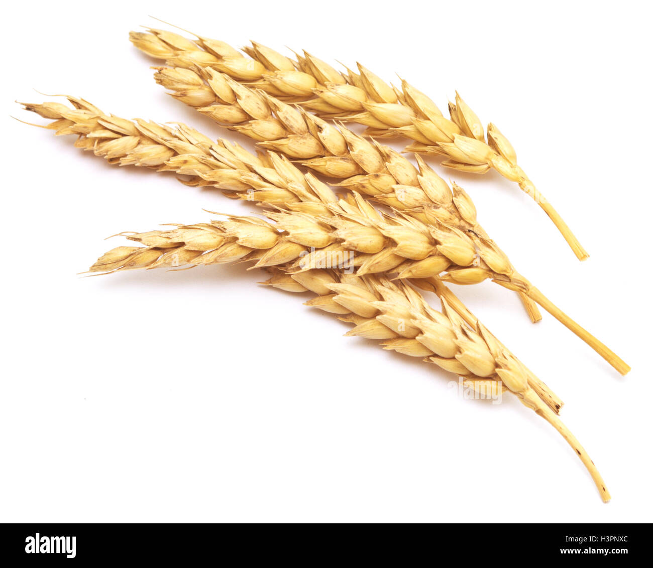 wheat isolated on white background Stock Photo - Alamy