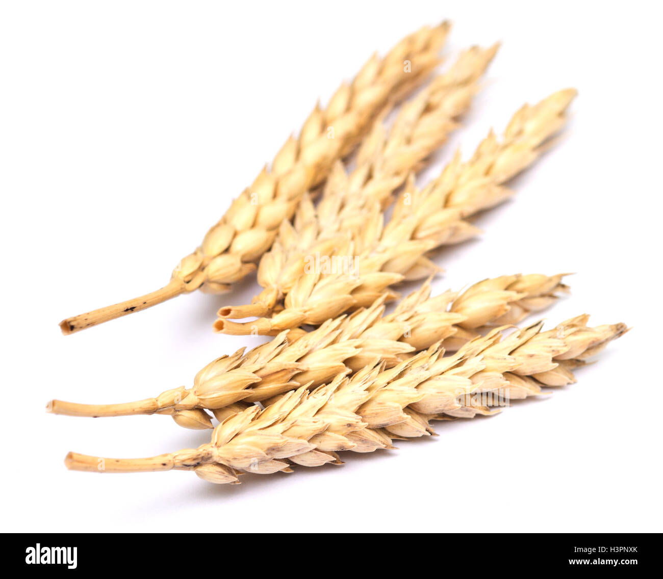 wheat isolated on white background Stock Photo - Alamy