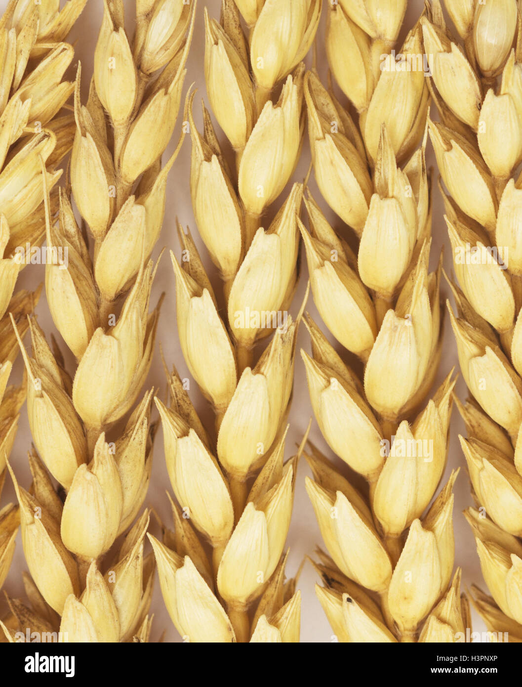 raw wheat as a background Stock Photo - Alamy