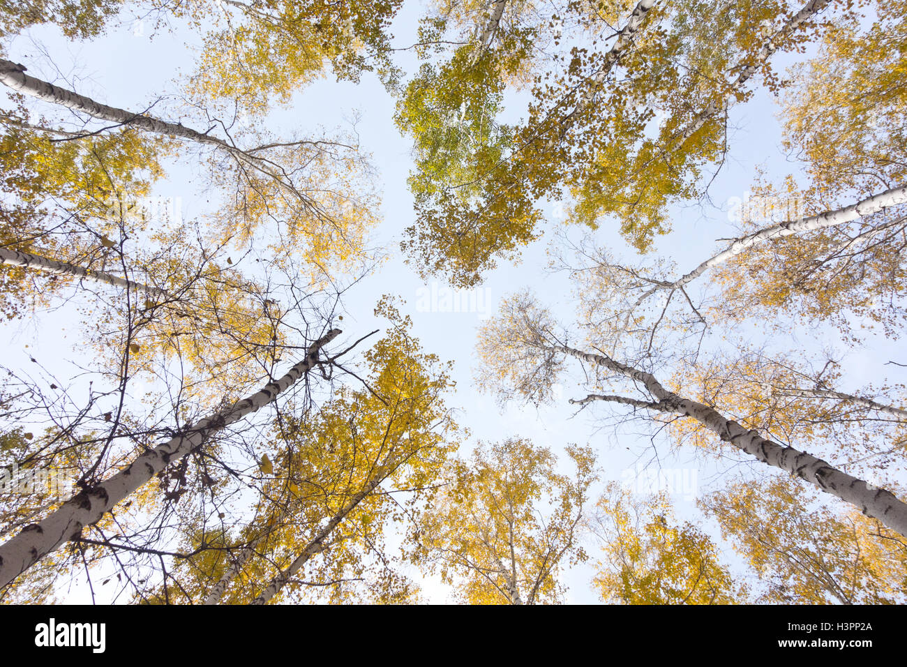 looking up in autumn forest Stock Photo - Alamy