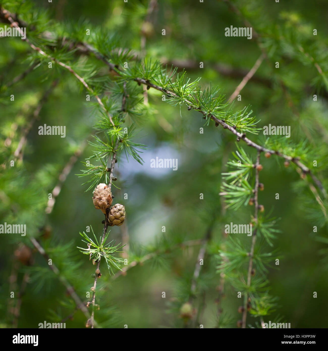 Relaxing larch greenery: closeup of European larch Stock Photo - Alamy