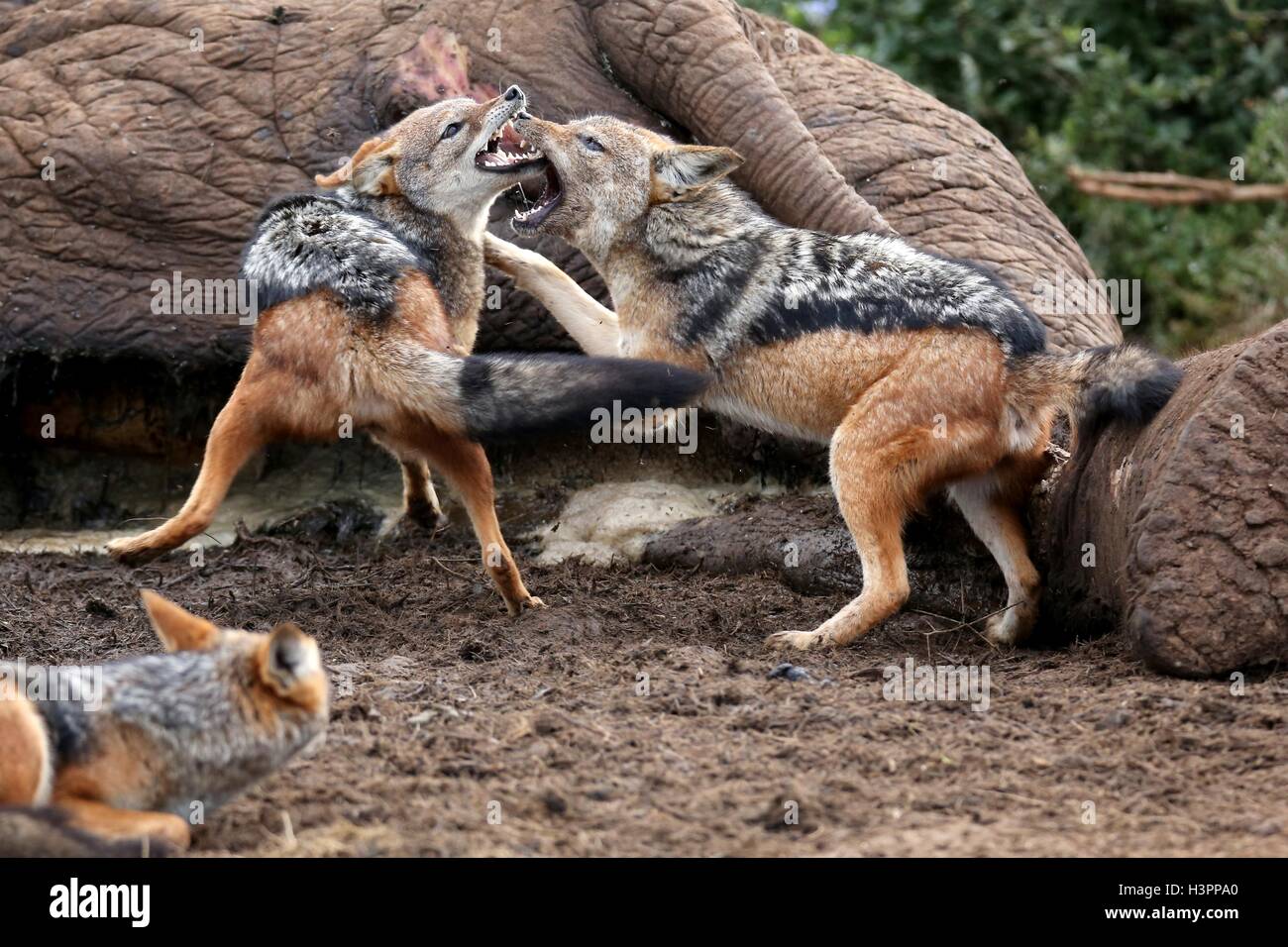Jackal fight hi-res stock photography and images - Alamy
