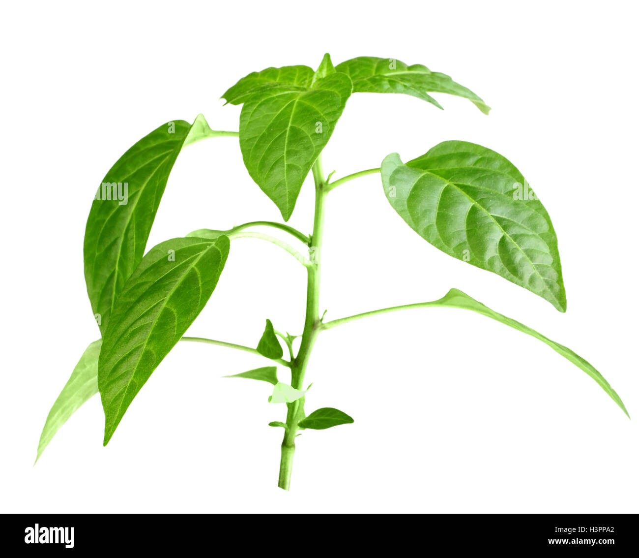 Branch of pepper Stock Photo - Alamy