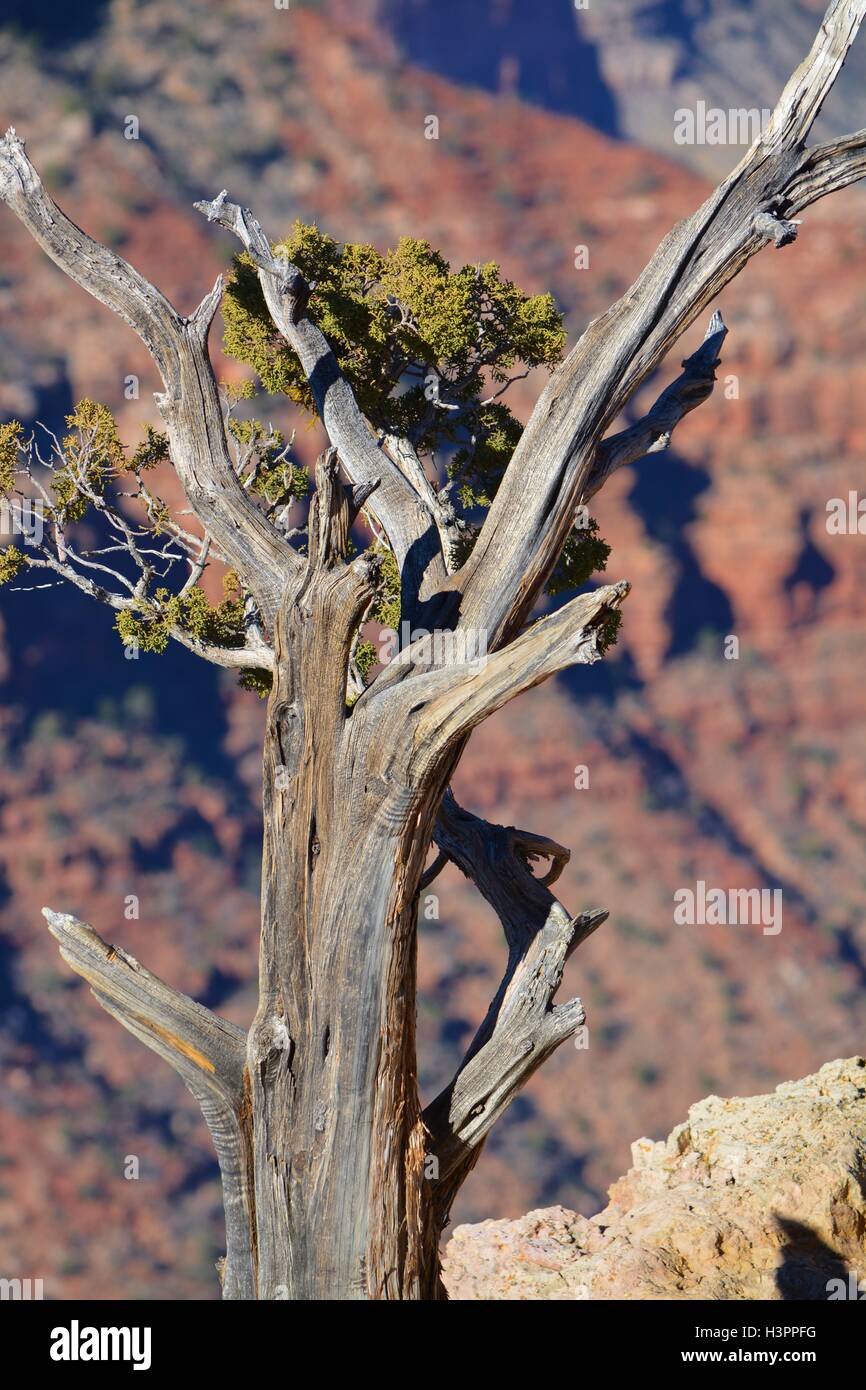 A tree in the Grand Canyon national landmark park,wonder of the world ...