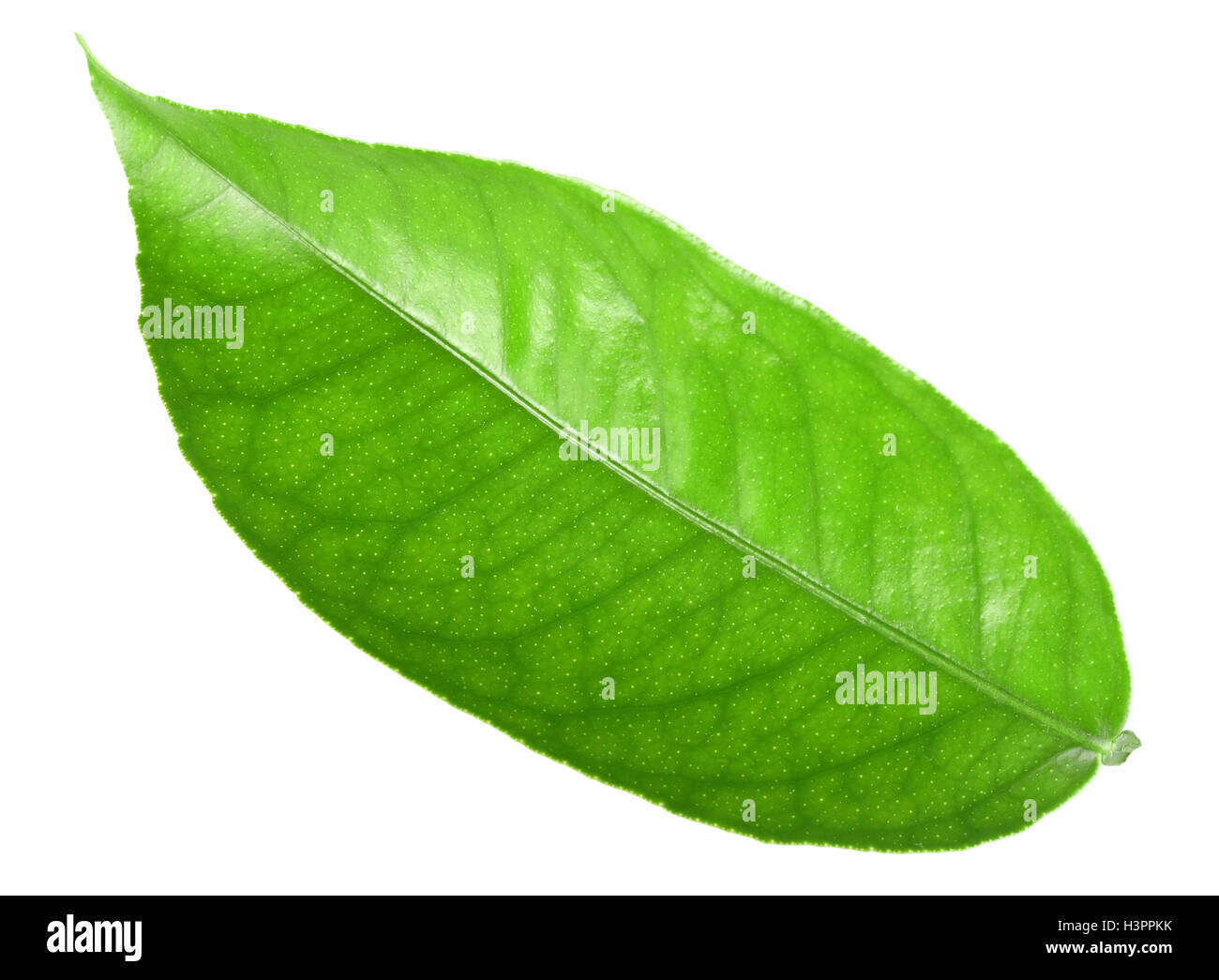 Macro fruit tree leaf Cut Out Stock Images & Pictures - Alamy