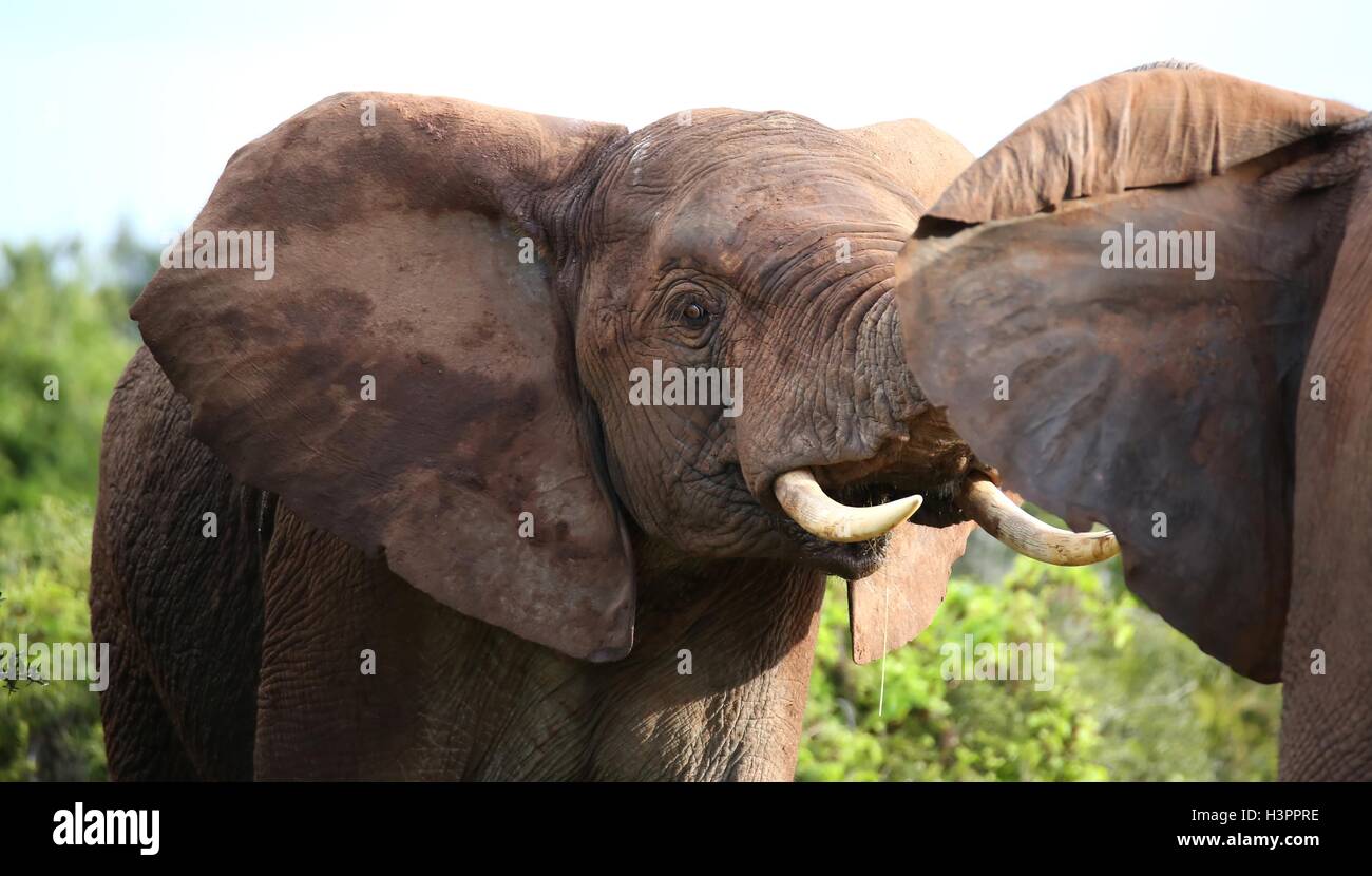 African Elephant Aggression Stock Photo - Alamy