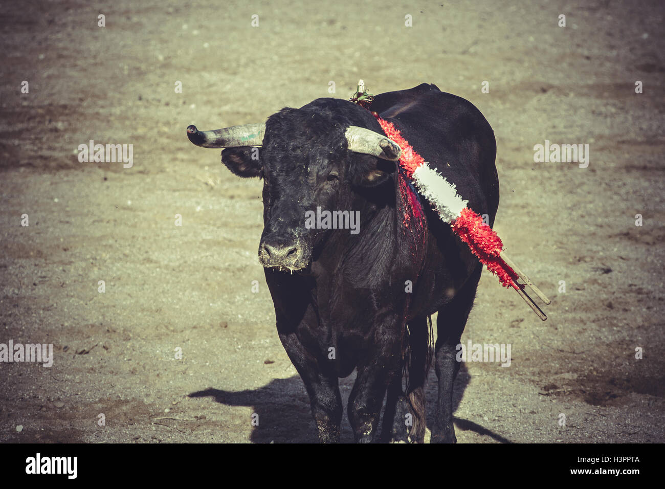 torero, bullfight, traditional Spanish party where a matador fig Stock ...