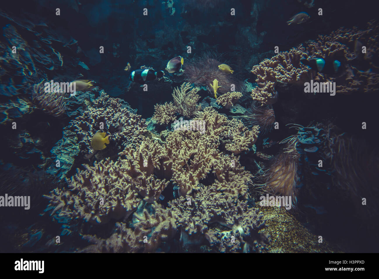 Marine life reefs small fish hi-res stock photography and images - Alamy