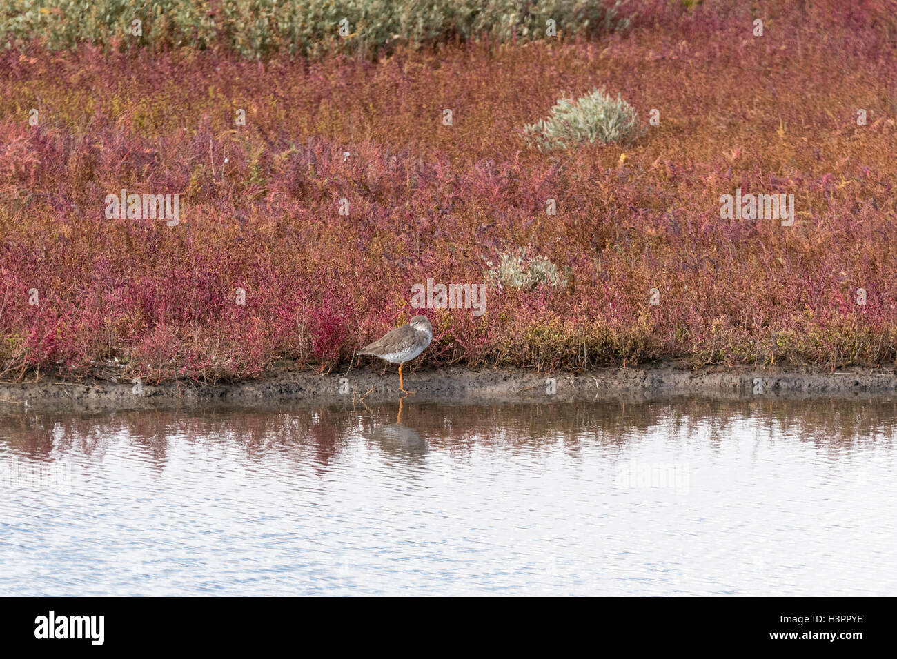 A sleeping Redshank amongst the red glasswort (Salicornia spp) at Two ...