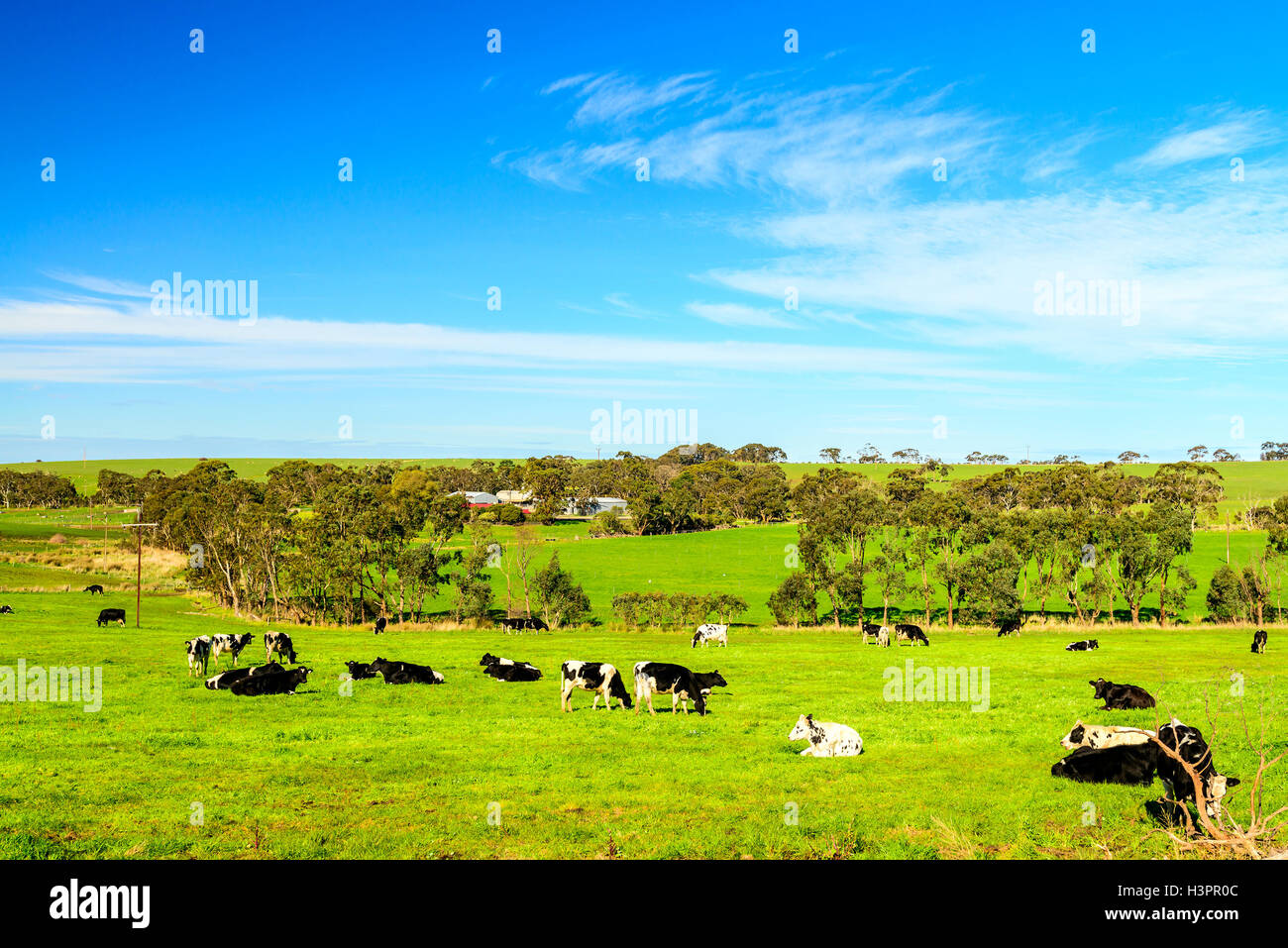 Cattle feed australia hi-res stock photography and images - Alamy
