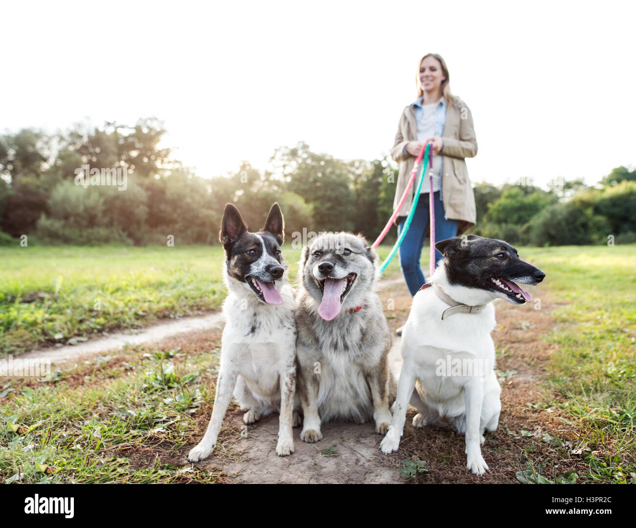 Beautiful pregnant woman with dogs in green sunny nature Stock Photo ...