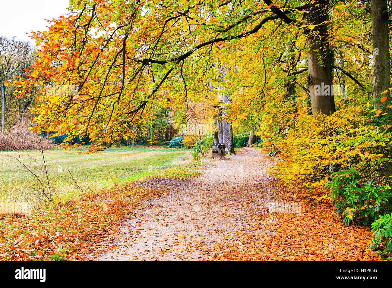 European fall landscape with footpath and beech tree leaves Stock Photo ...