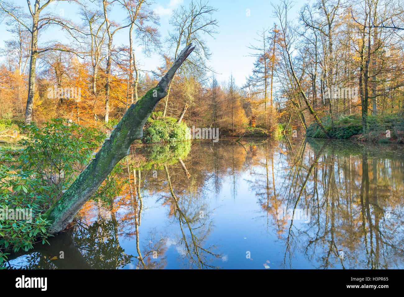 Fall forest landscape with pond and trees Stock Photo - Alamy
