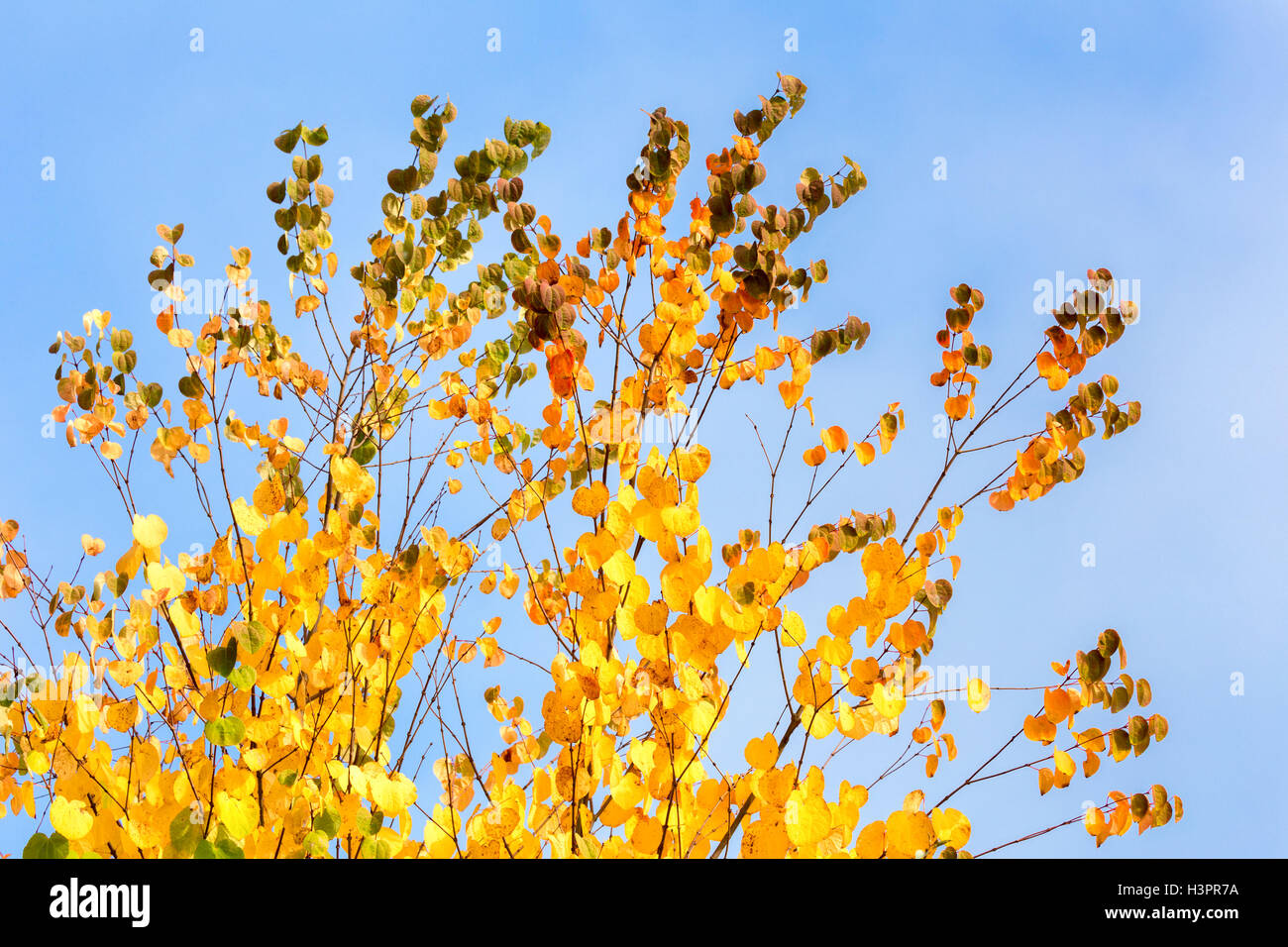Branches with yellow fall leaves and blue sky Stock Photo - Alamy