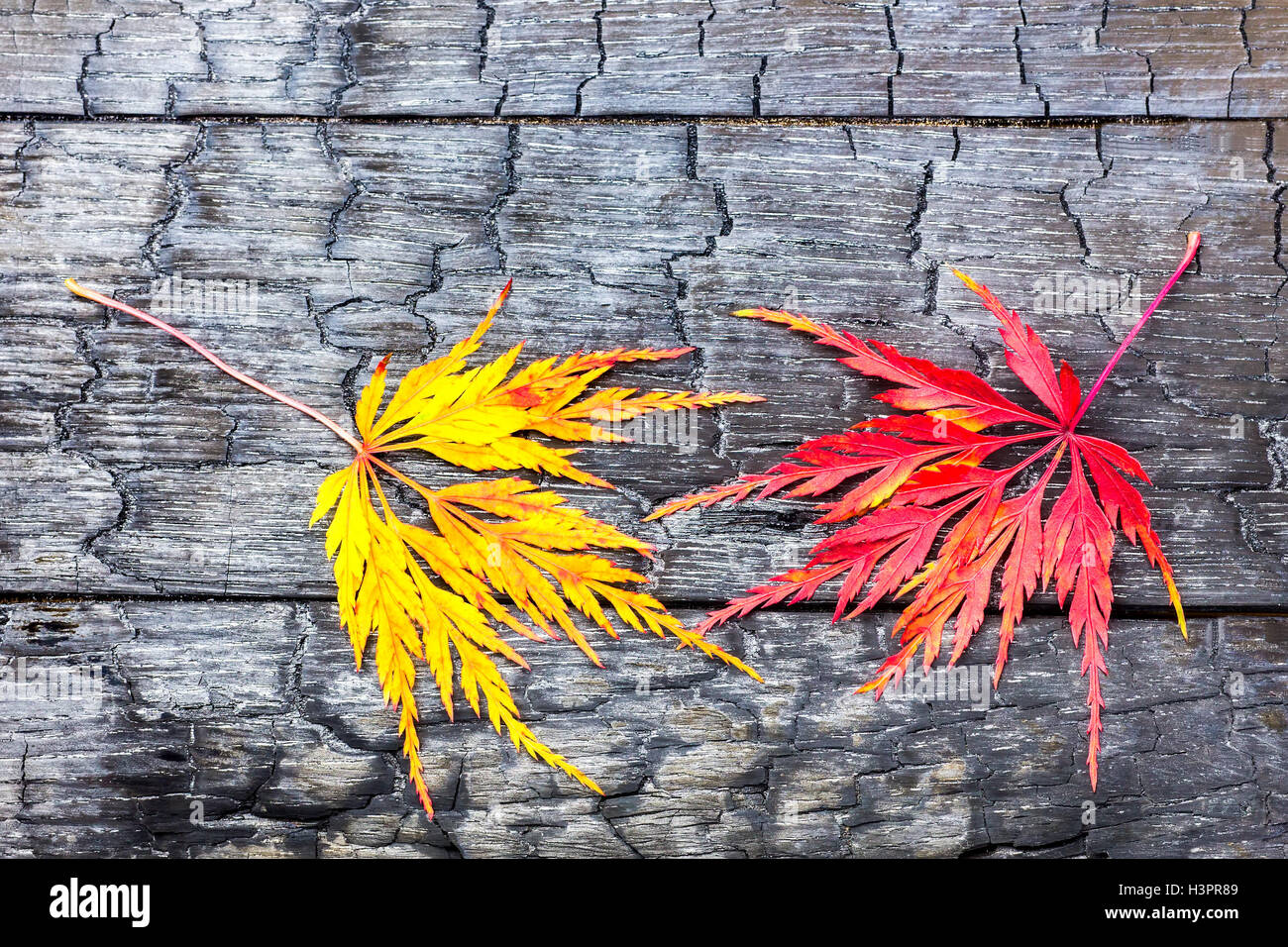 Two yellow maple leaf hi-res stock photography and images - Alamy