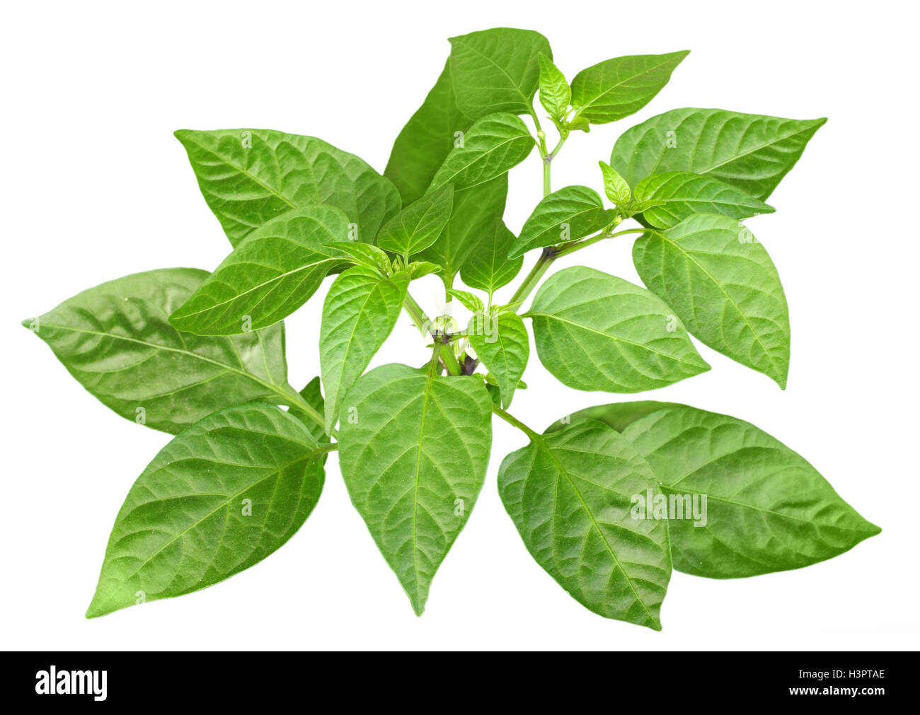 Chilli pepper flower Cut Out Stock Images & Pictures - Alamy