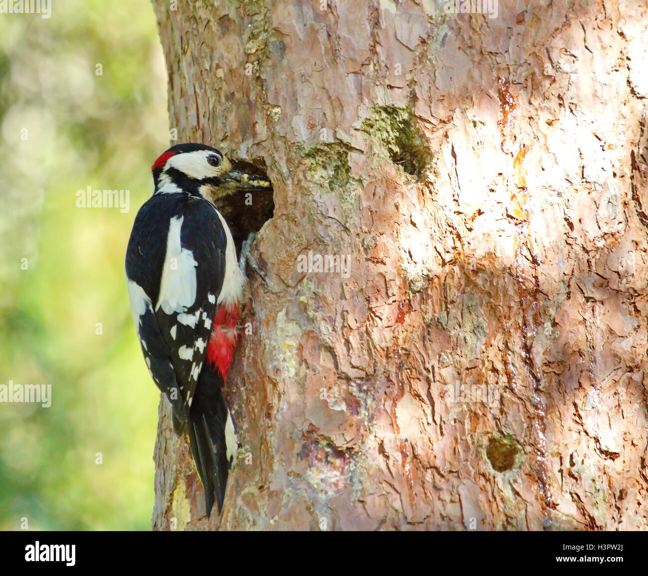 Bird clinging to tree bark hi-res stock photography and images - Alamy