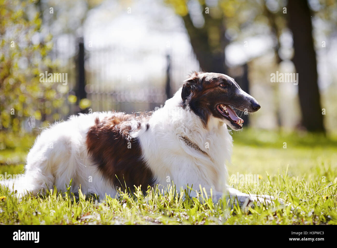 Borzoi fluffy hi-res stock photography and images - Alamy