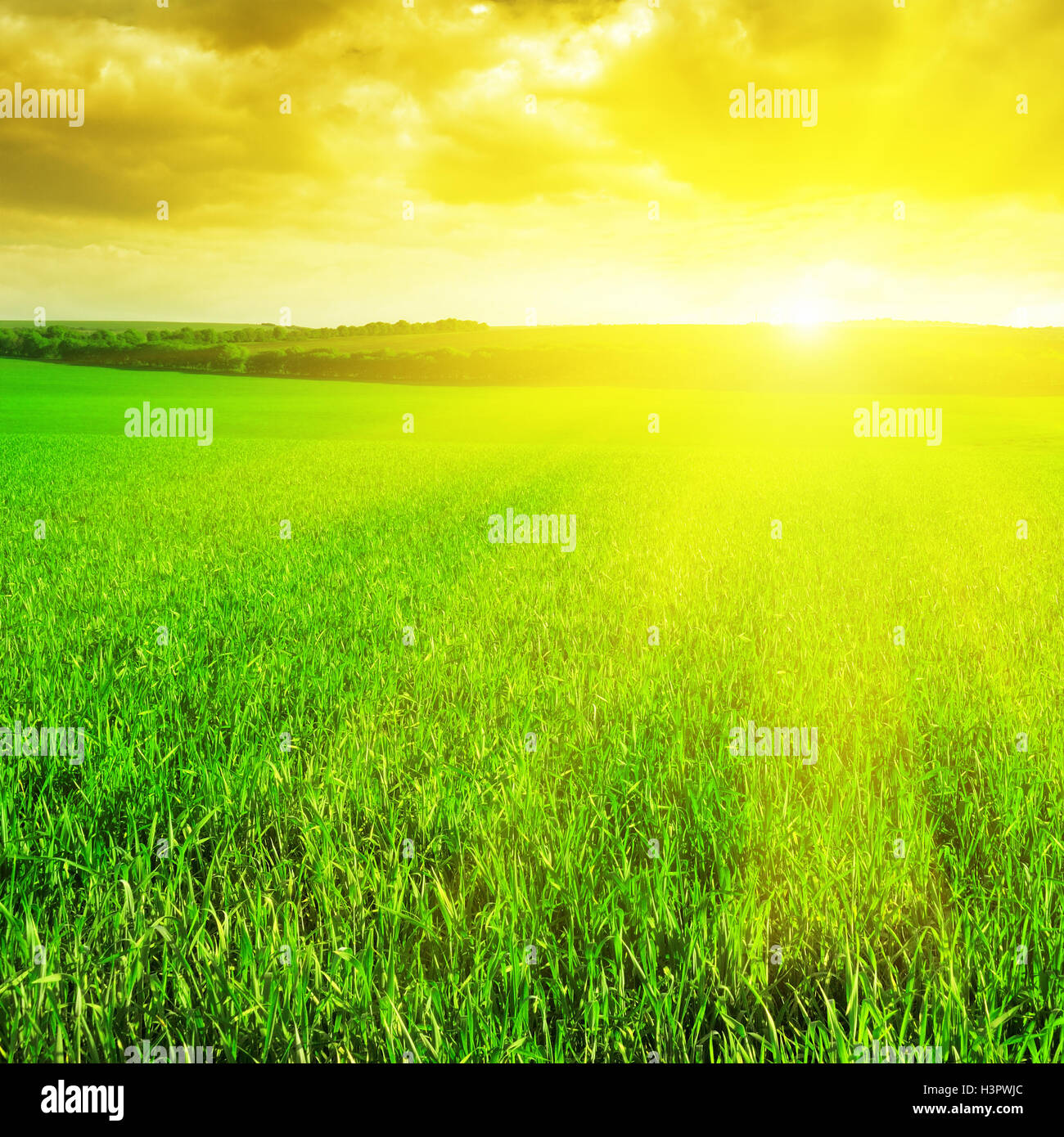 beautiful sunrise over a wheat field Stock Photo - Alamy