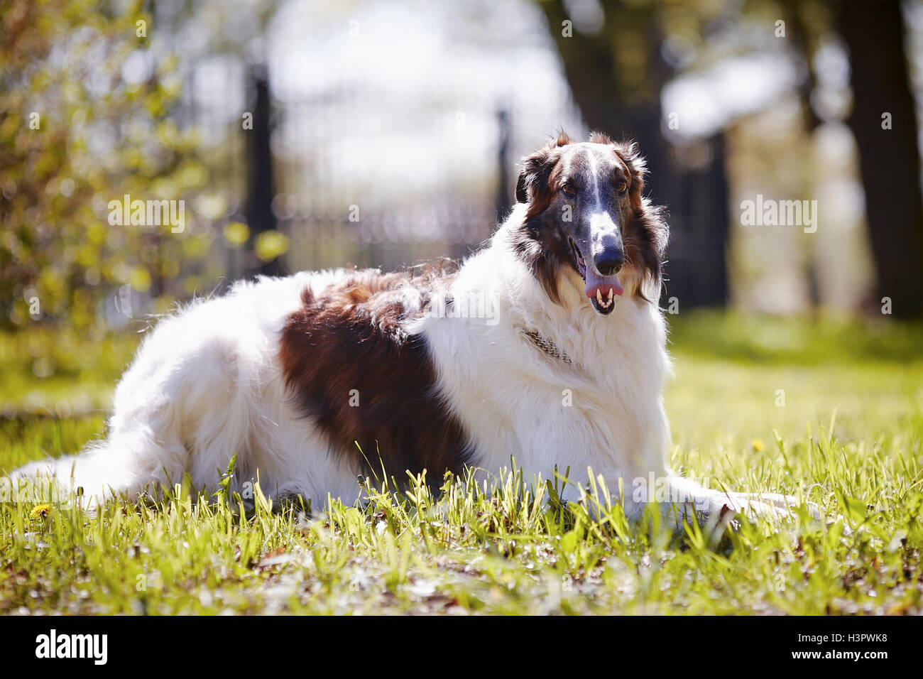 Borzoi fluffy hi-res stock photography and images - Alamy