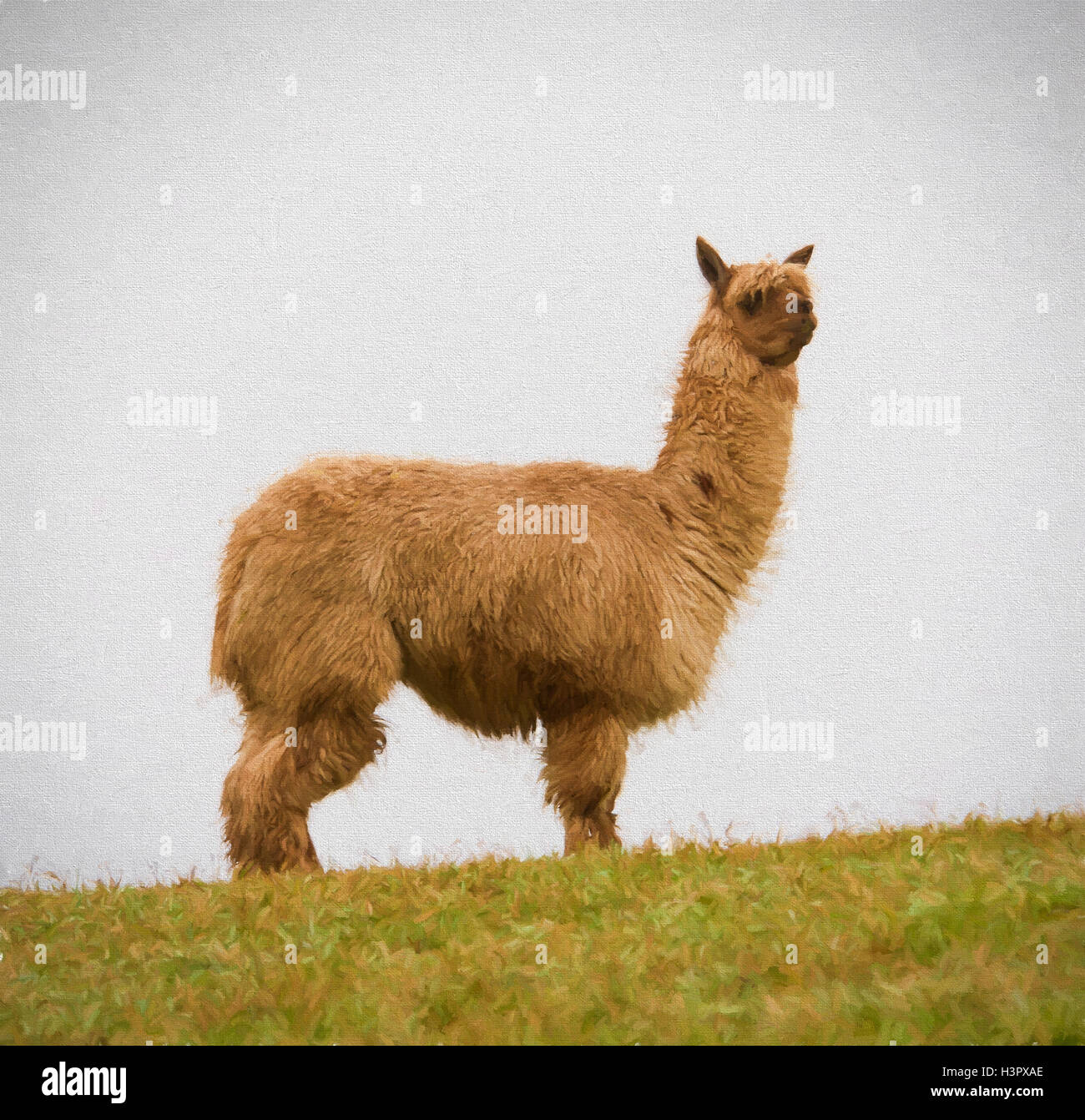 Profile Llama Animal Head High Resolution Stock Photography and Images ...