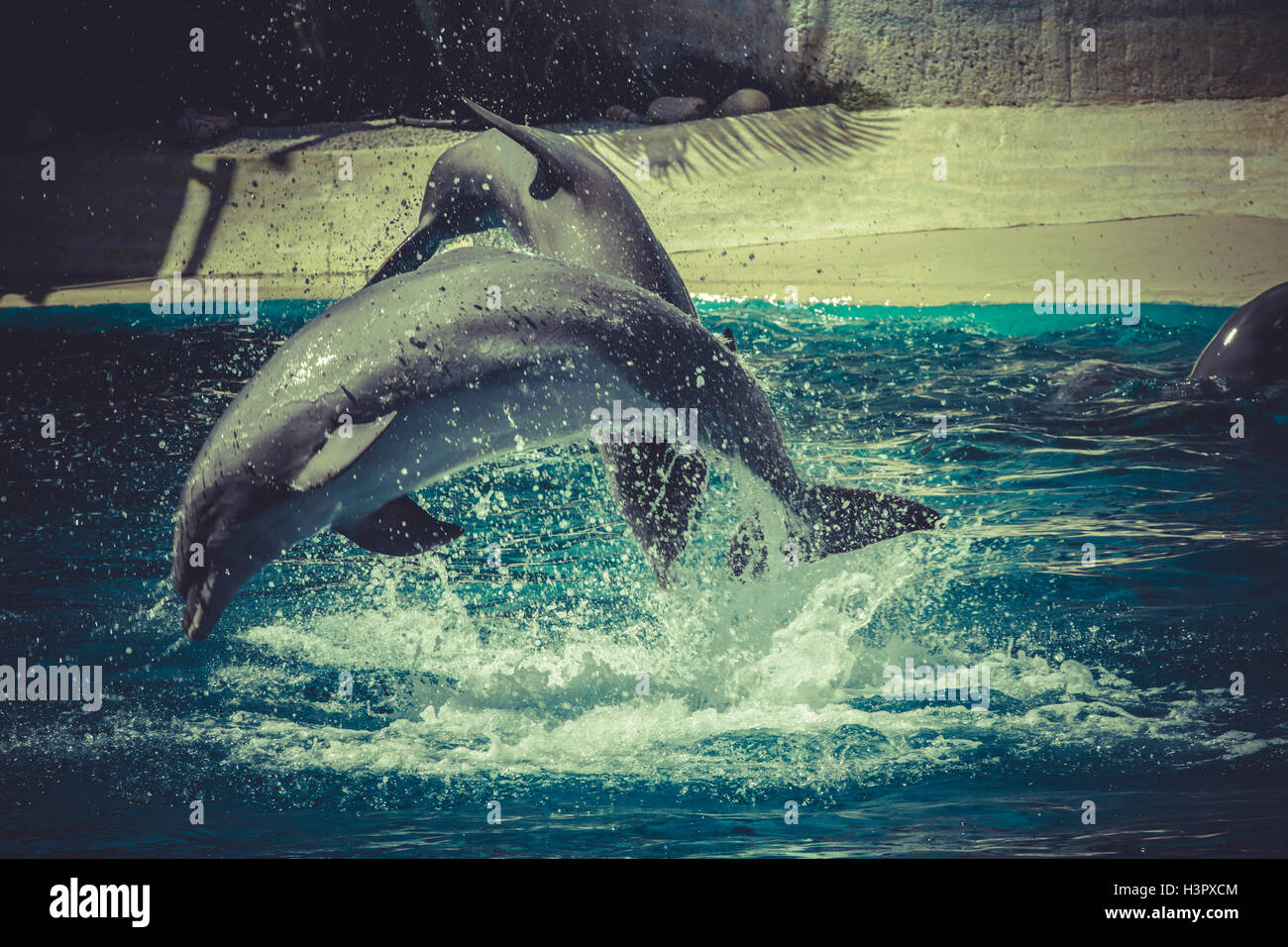 marine, dolphin jump out of the water in sea Stock Photo - Alamy