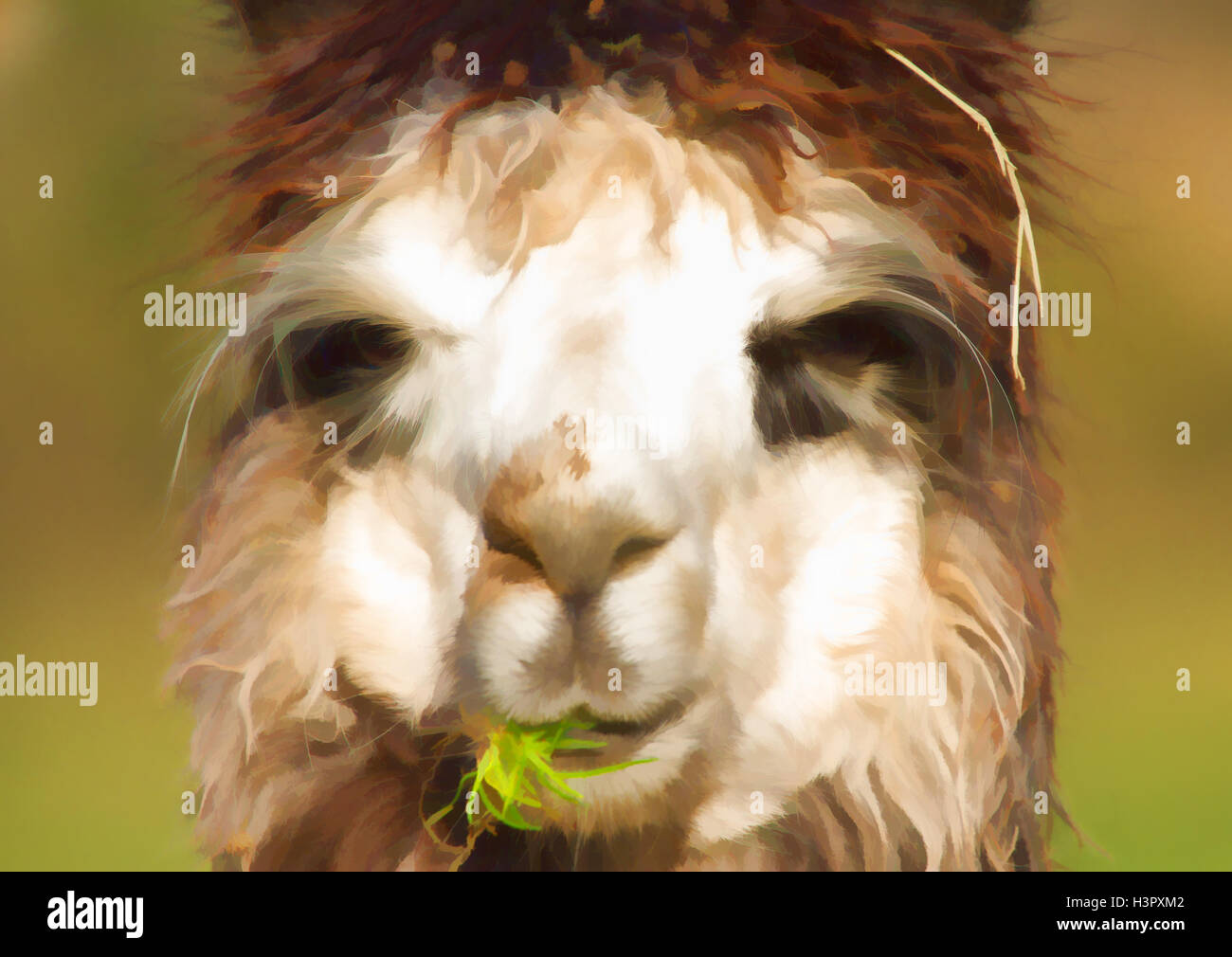 Alpaca illustration like llama from South America Stock Photo - Alamy