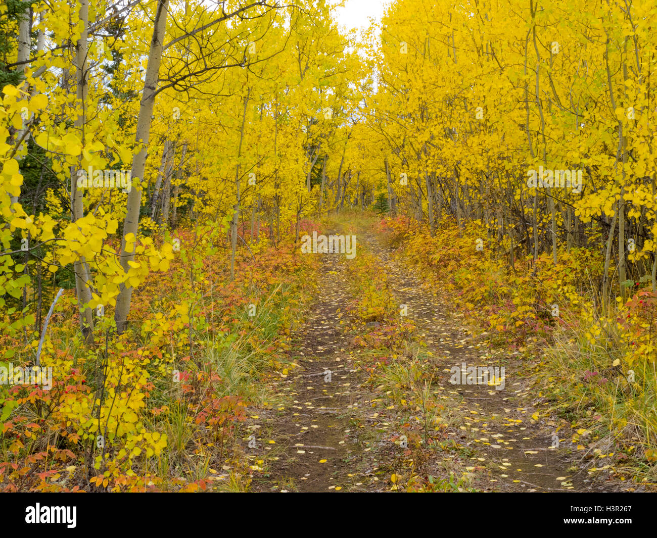 Wilderness trail golden fall aspen boreal forest Stock Photo - Alamy