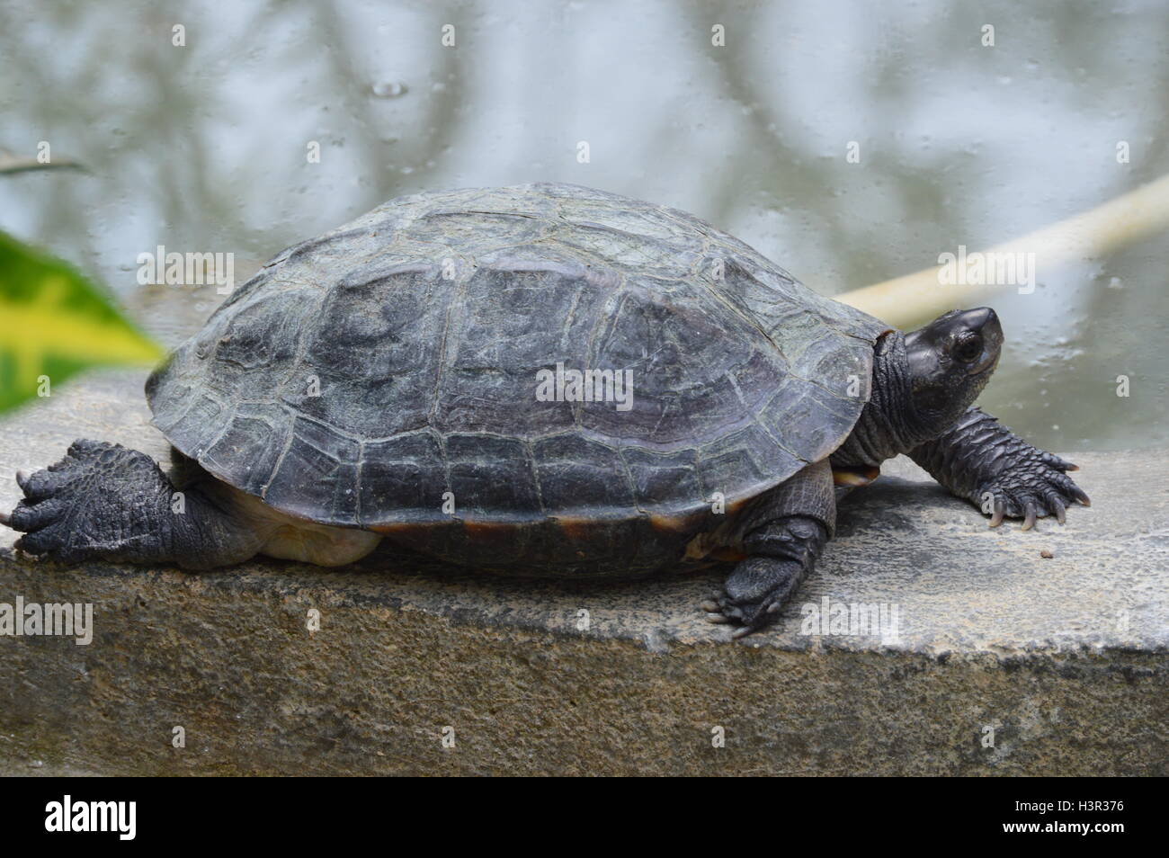 An Indian turtle at a biodiversity park in Bangalore Karnataka India ...
