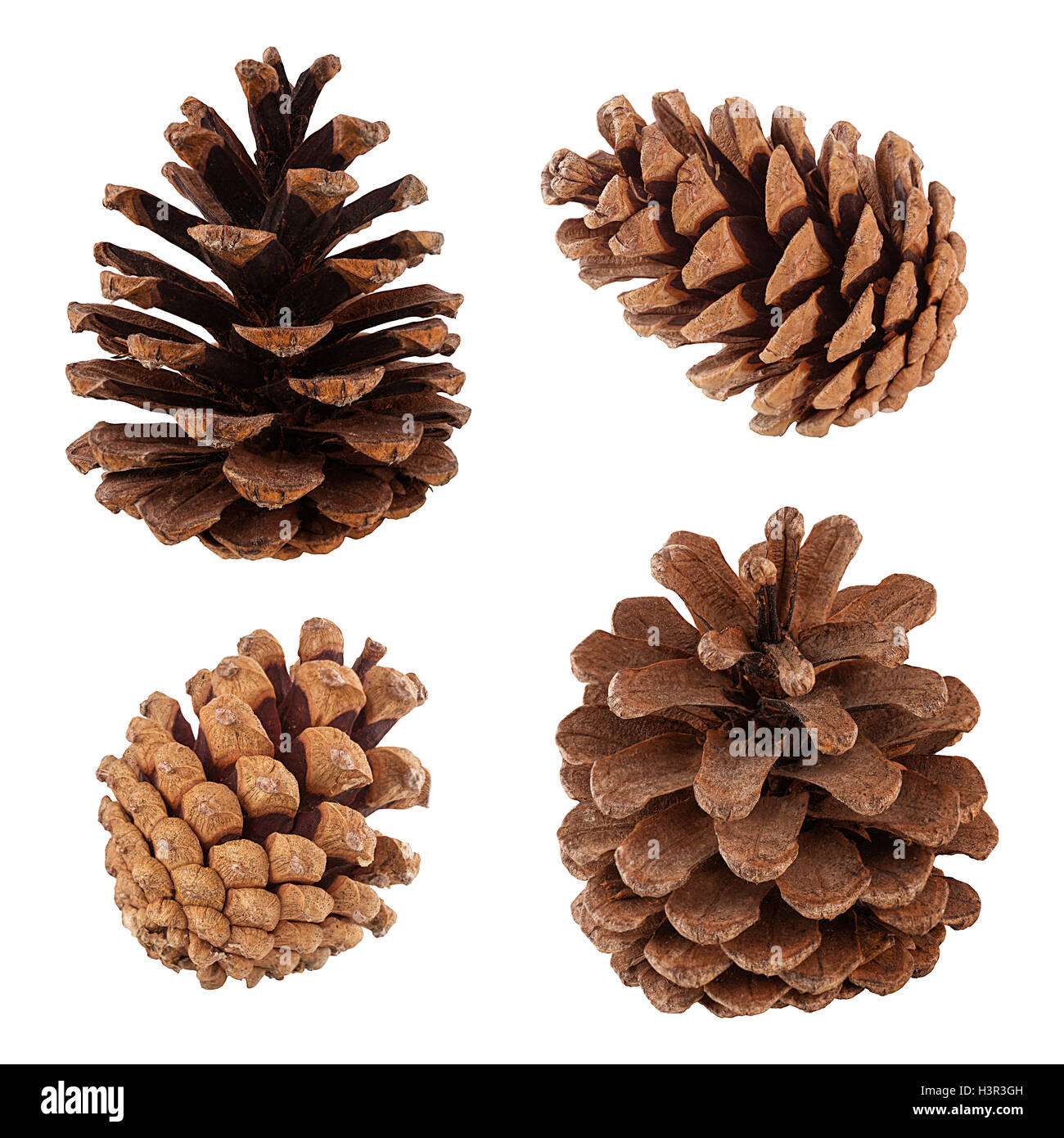 Set of cones of coniferous trees isolated on white Stock Photo - Alamy