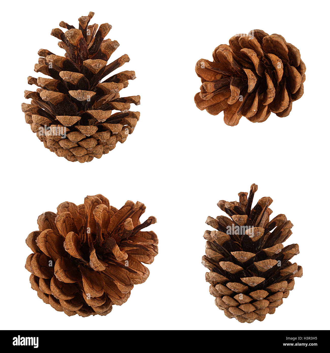Coniferous plant seed hi-res stock photography and images - Alamy