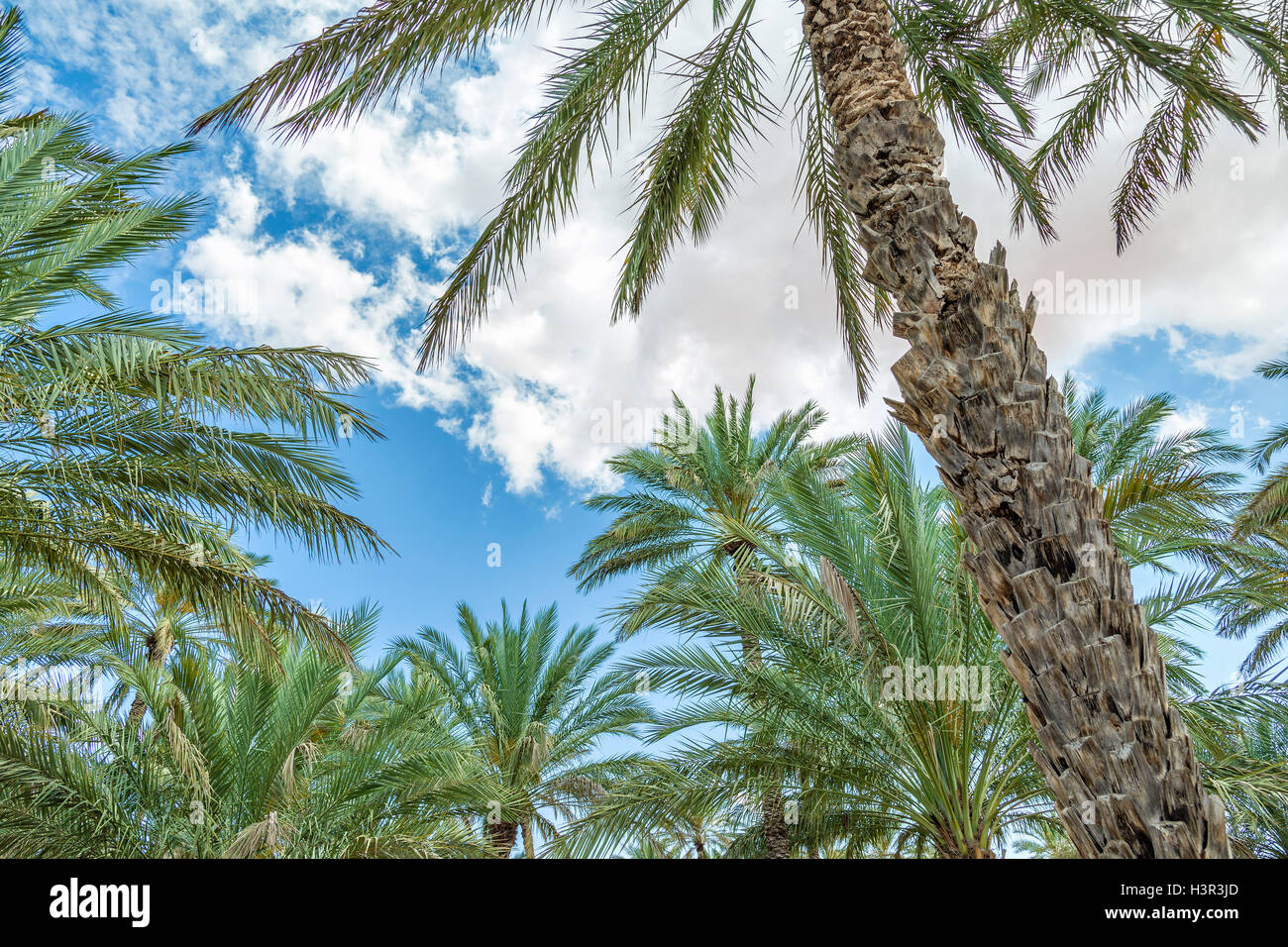 Oasis Al Haway Oman Stock Photo - Alamy
