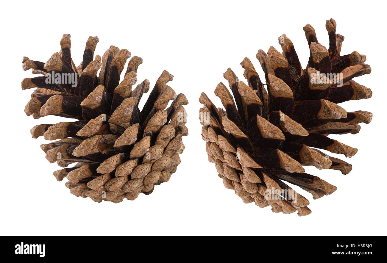 Set of cones of coniferous trees isolated on white Stock Photo - Alamy